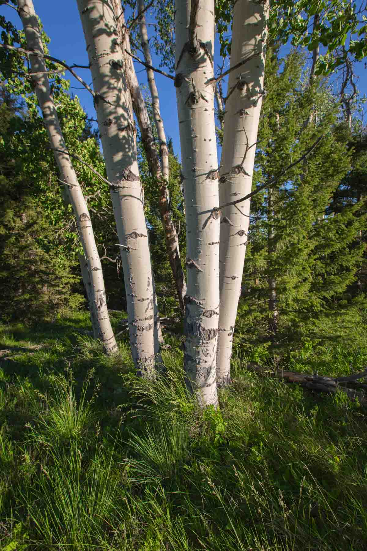 Alice Basin - Sold - Montana - Hall and Hall