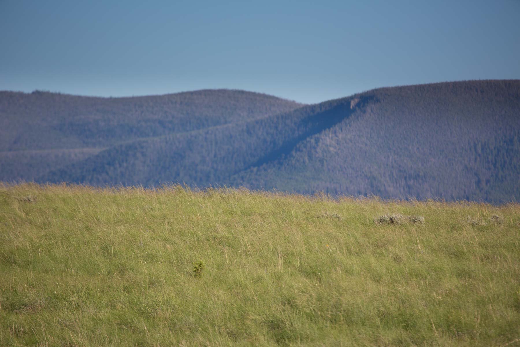 Alice Basin - Sold - Montana - Hall and Hall