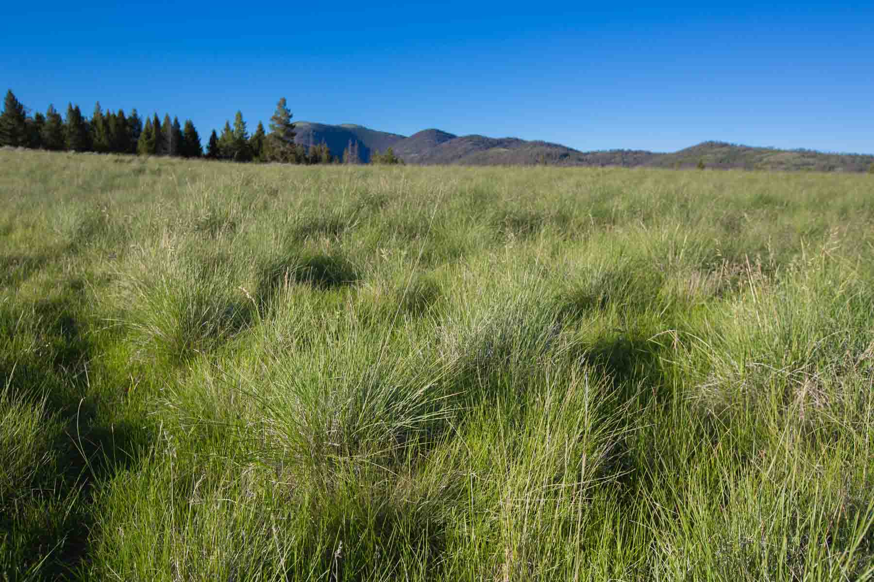 Alice Basin - Sold - Montana - Hall and Hall