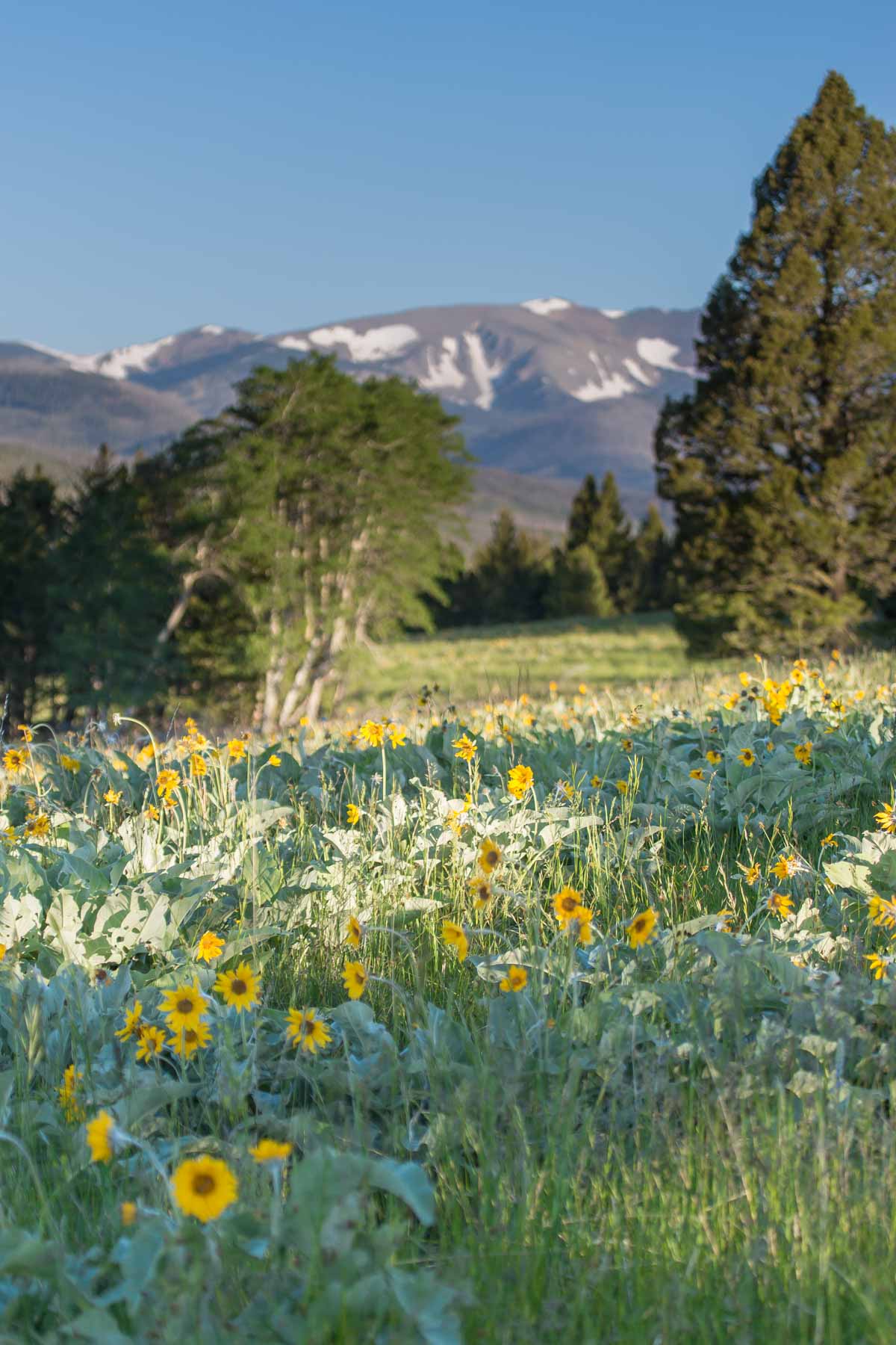Alice Basin - Sold - Montana - Hall and Hall