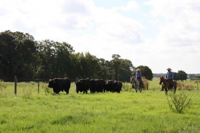 Camp Cooley Ranch - Past Auction - Texas - Hall and Hall