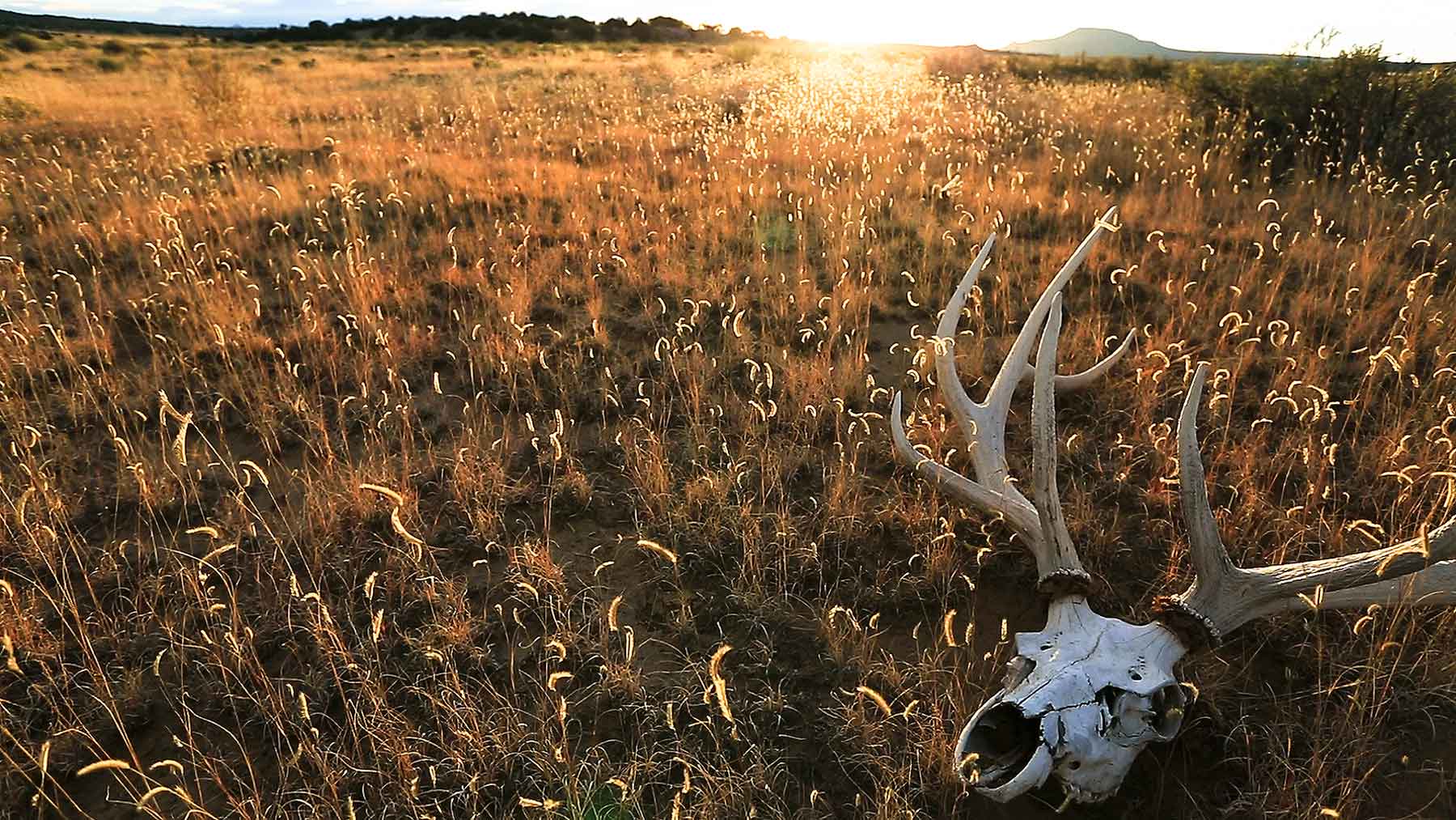 The Great Western Ranch - Sold - New Mexico - Hall and Hall