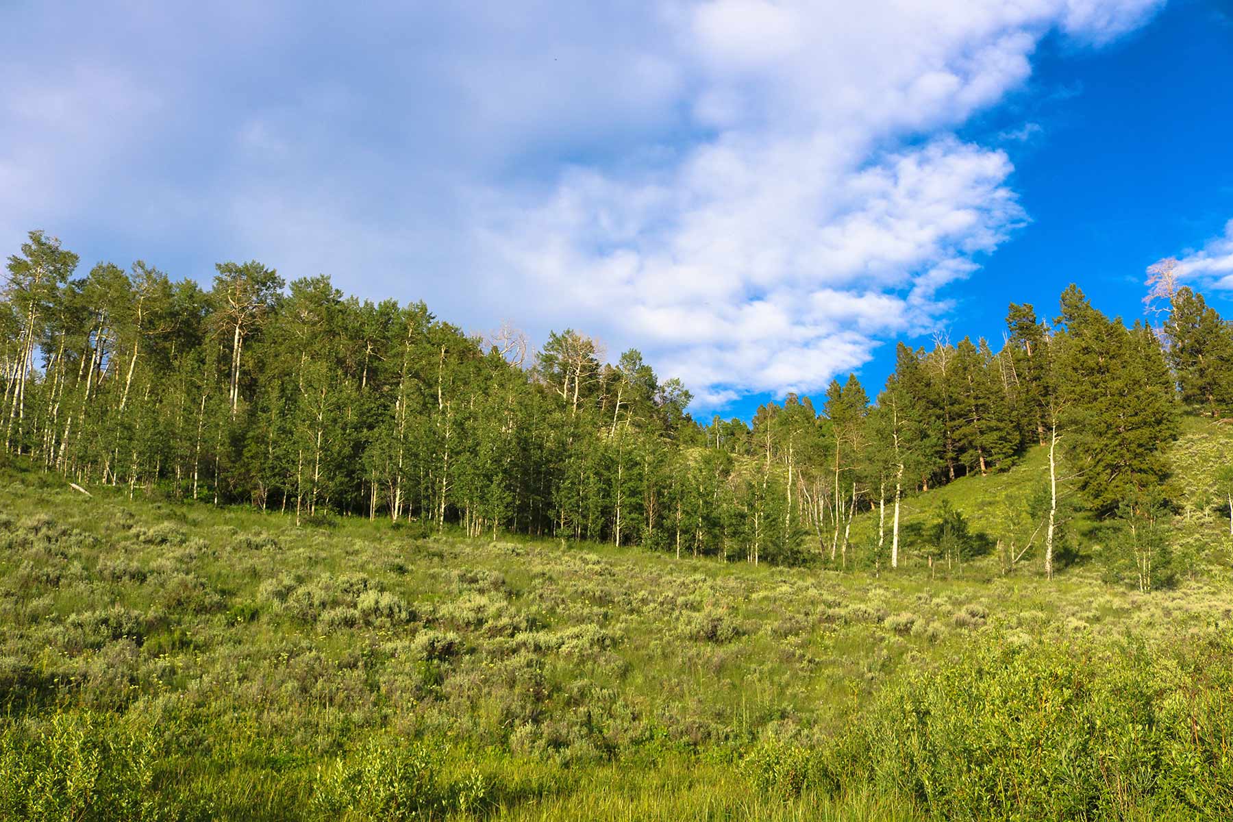 Aspen Ridge Ranch - Sold - Colorado - Hall and Hall