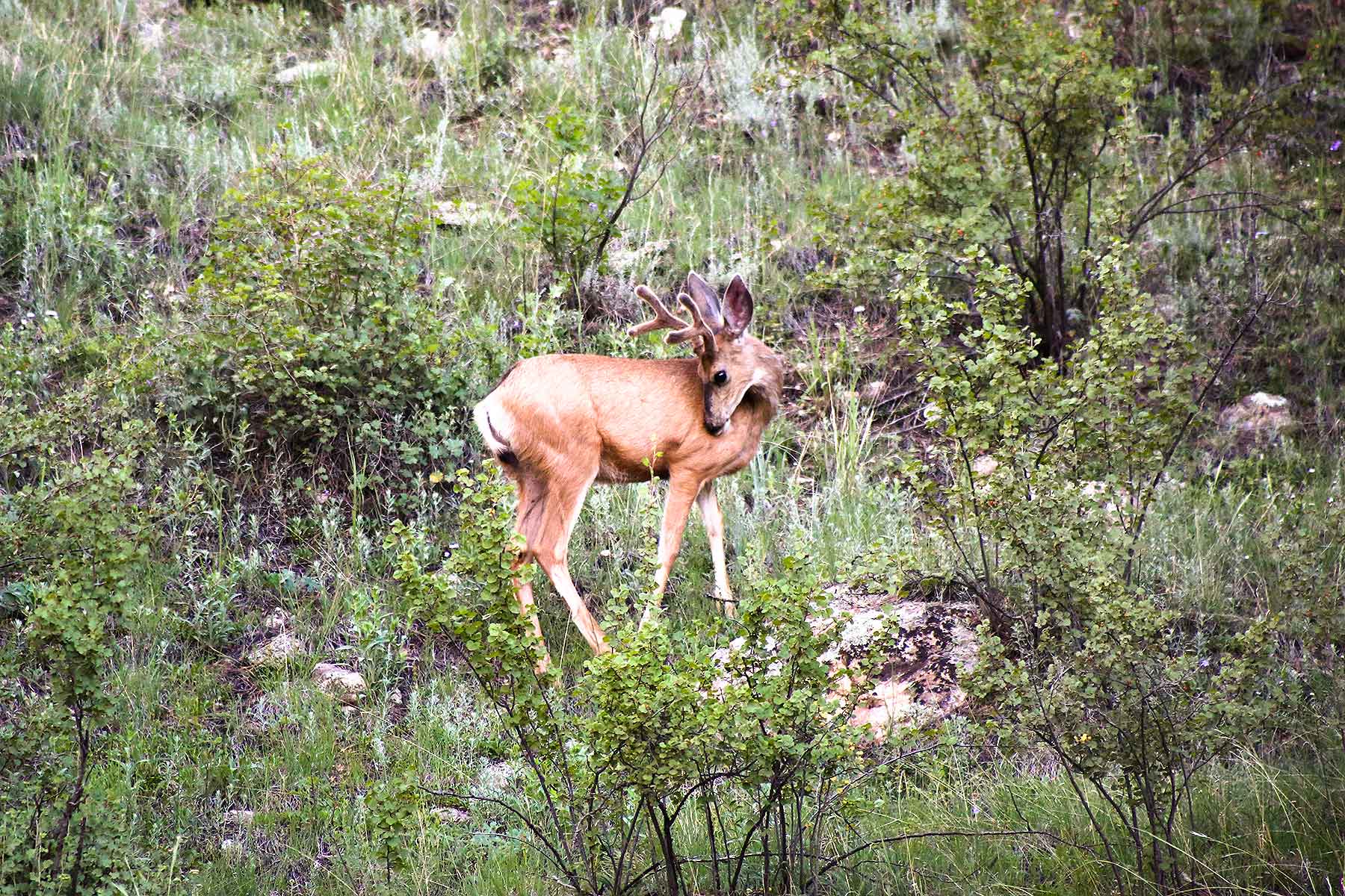 Corral Creek Ranch - CO - Sold - Colorado - Hall and Hall