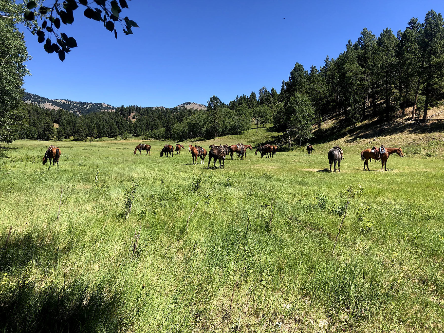 IX Ranch - Sold - Montana - Hall and Hall