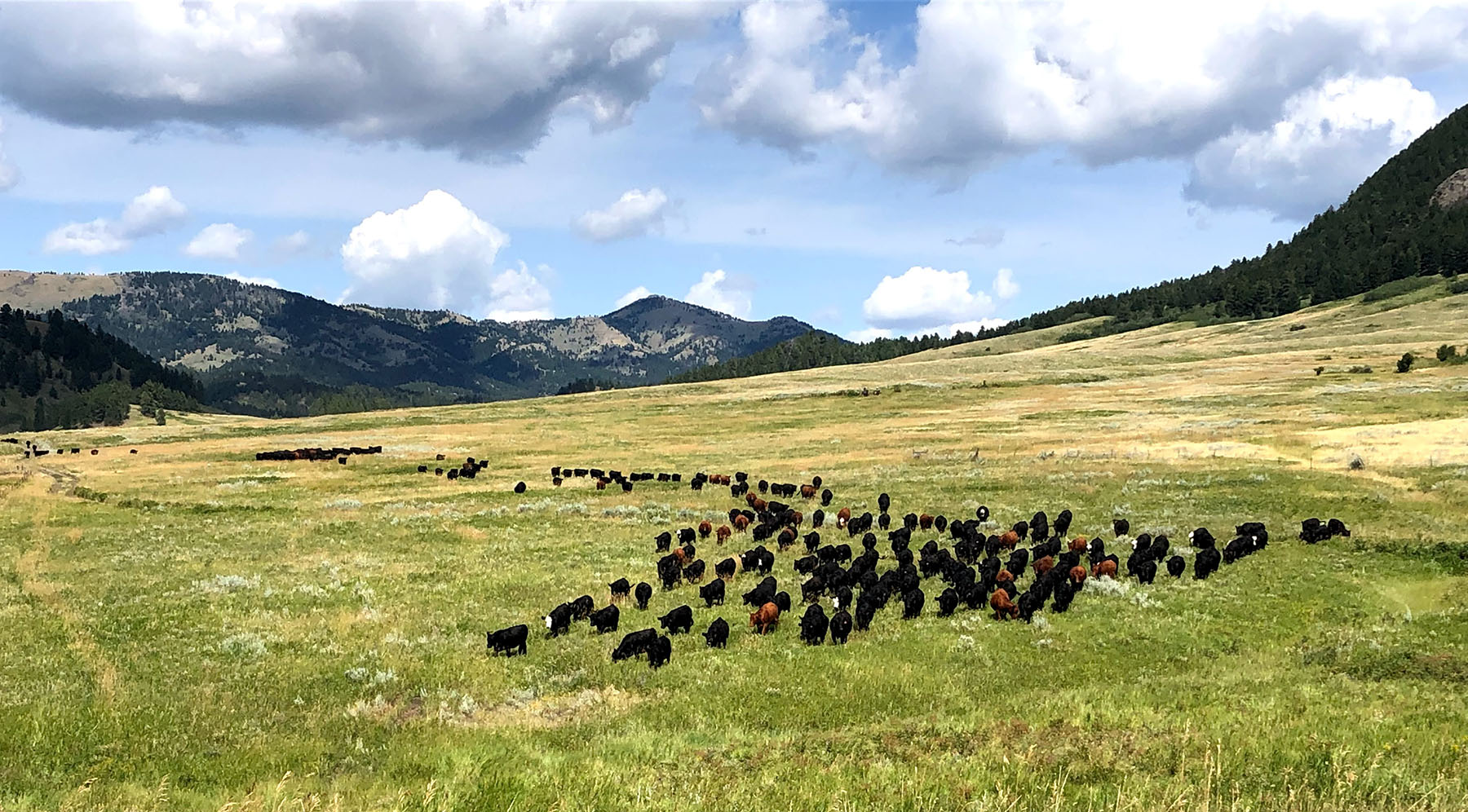 IX Ranch - Sold - Montana - Hall and Hall