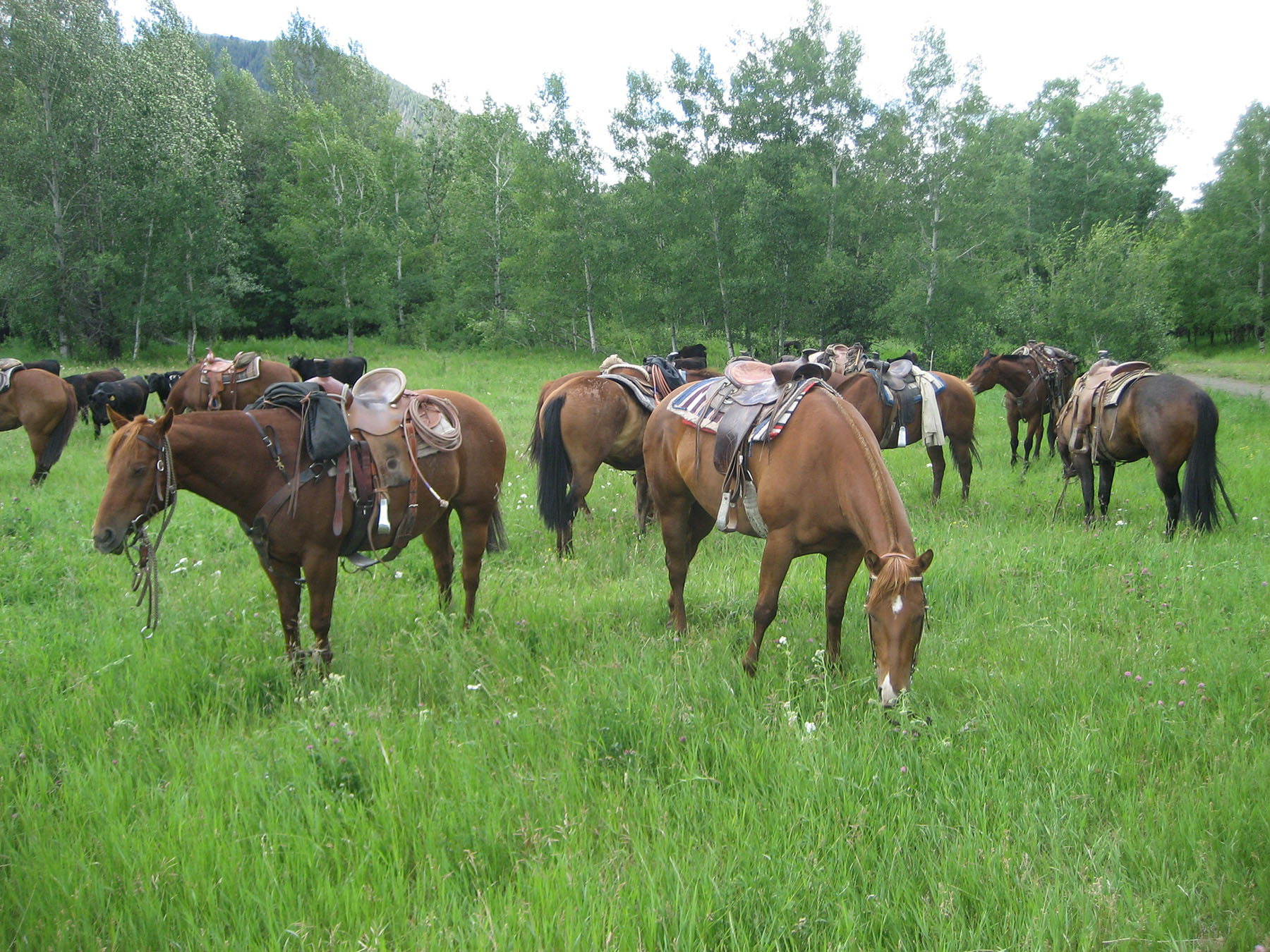 IX Ranch - Sold - Montana - Hall and Hall