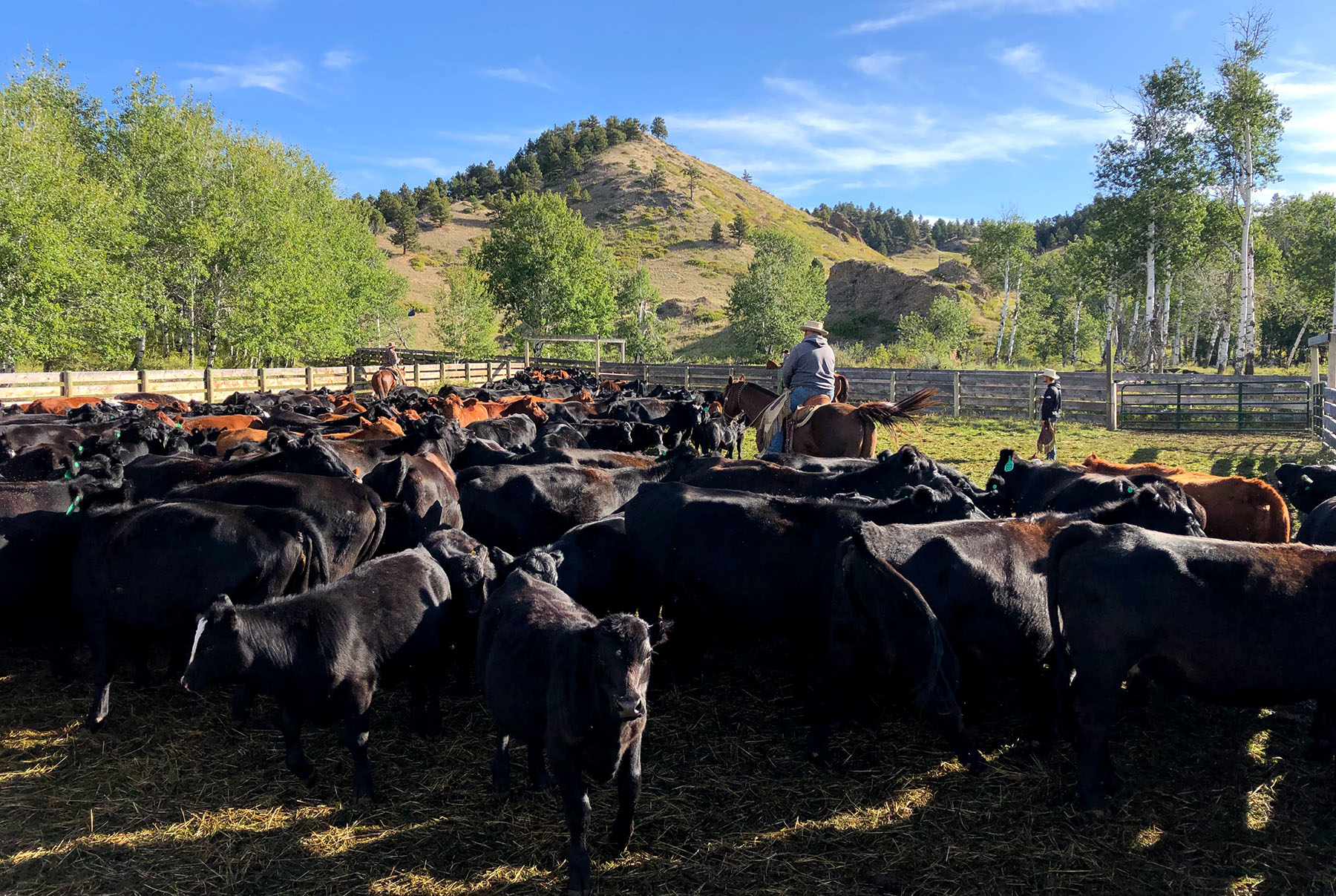 IX Ranch - Sold - Montana - Hall and Hall