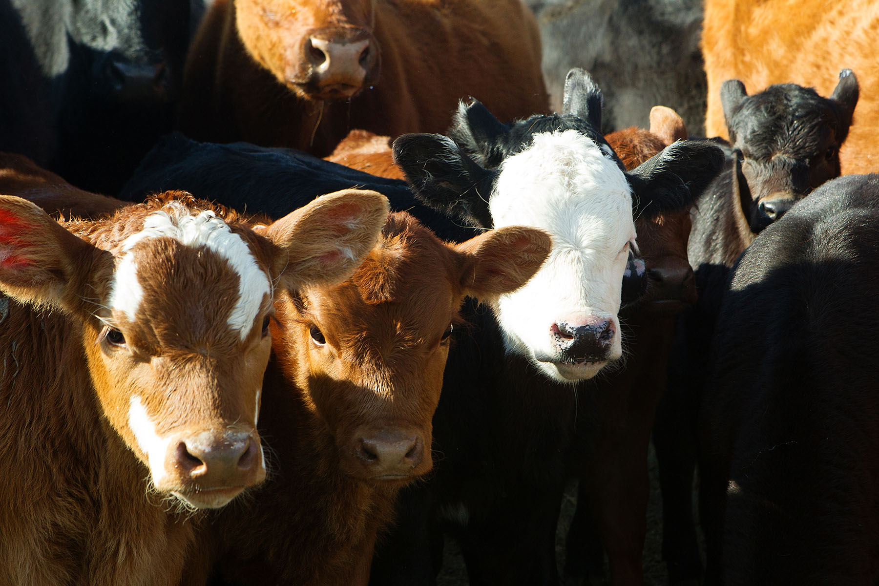 IX Ranch - Hall and Hall