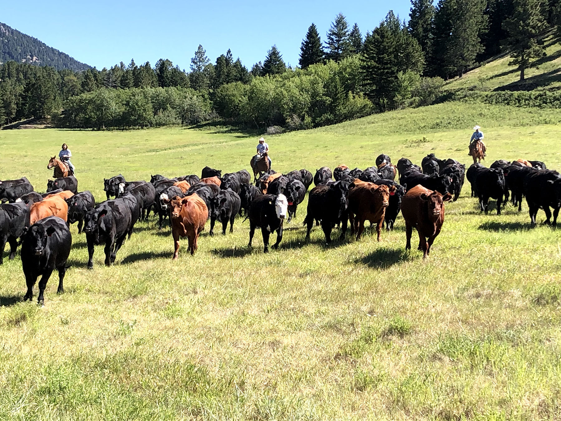 IX Ranch - Sold - Montana - Hall and Hall