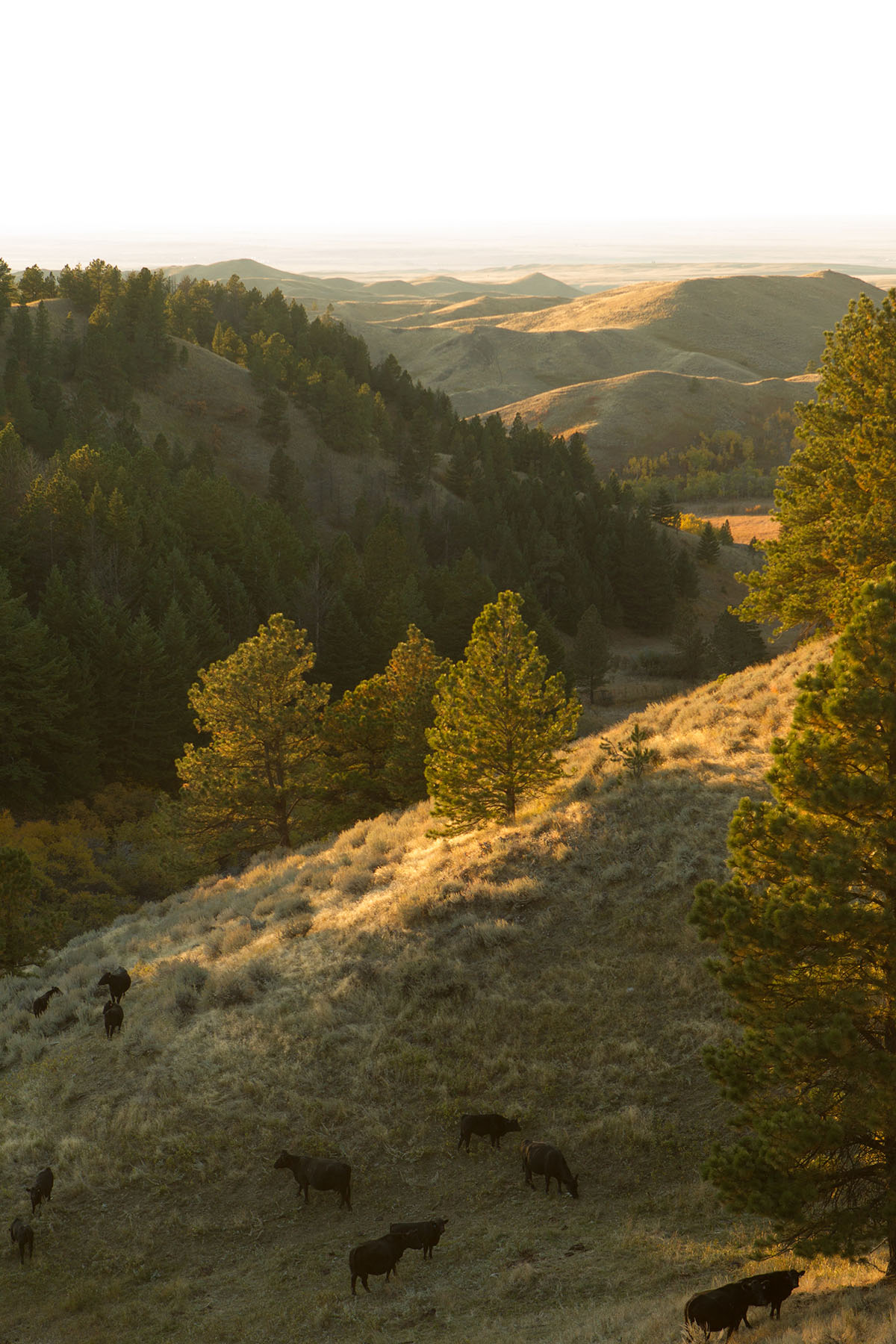 IX Ranch - Hall and Hall