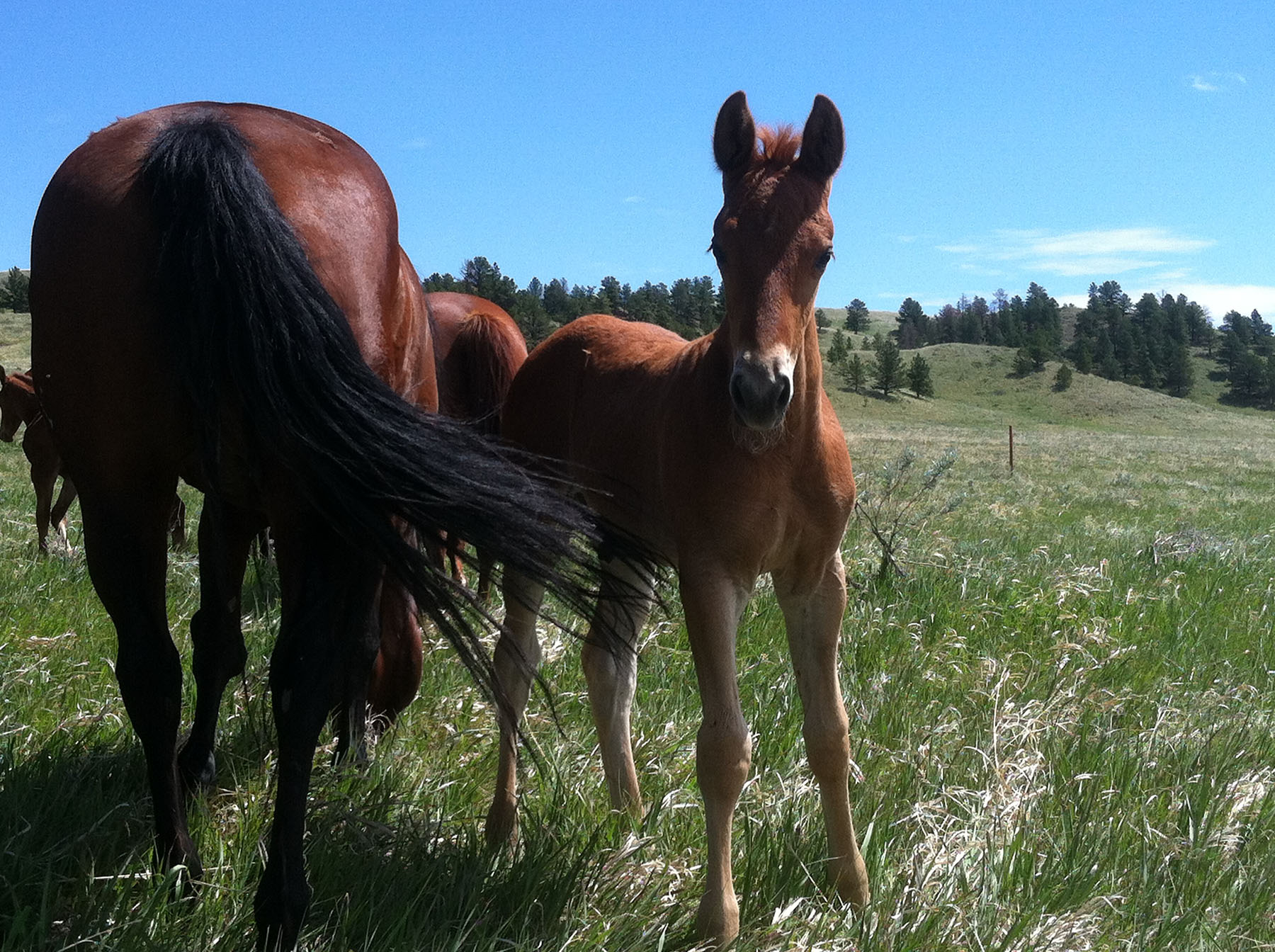 IX Ranch - Sold - Montana - Hall and Hall