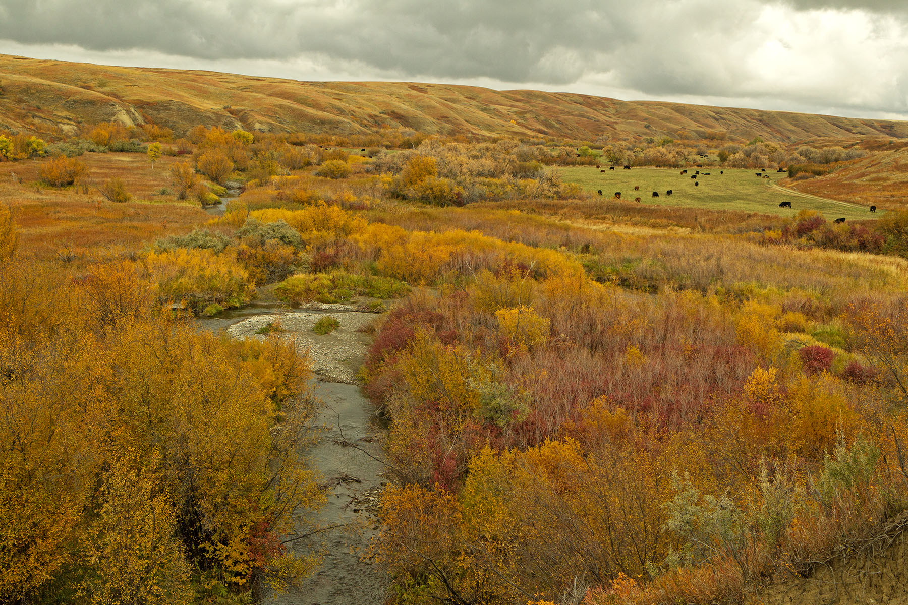 IX Ranch - Hall and Hall