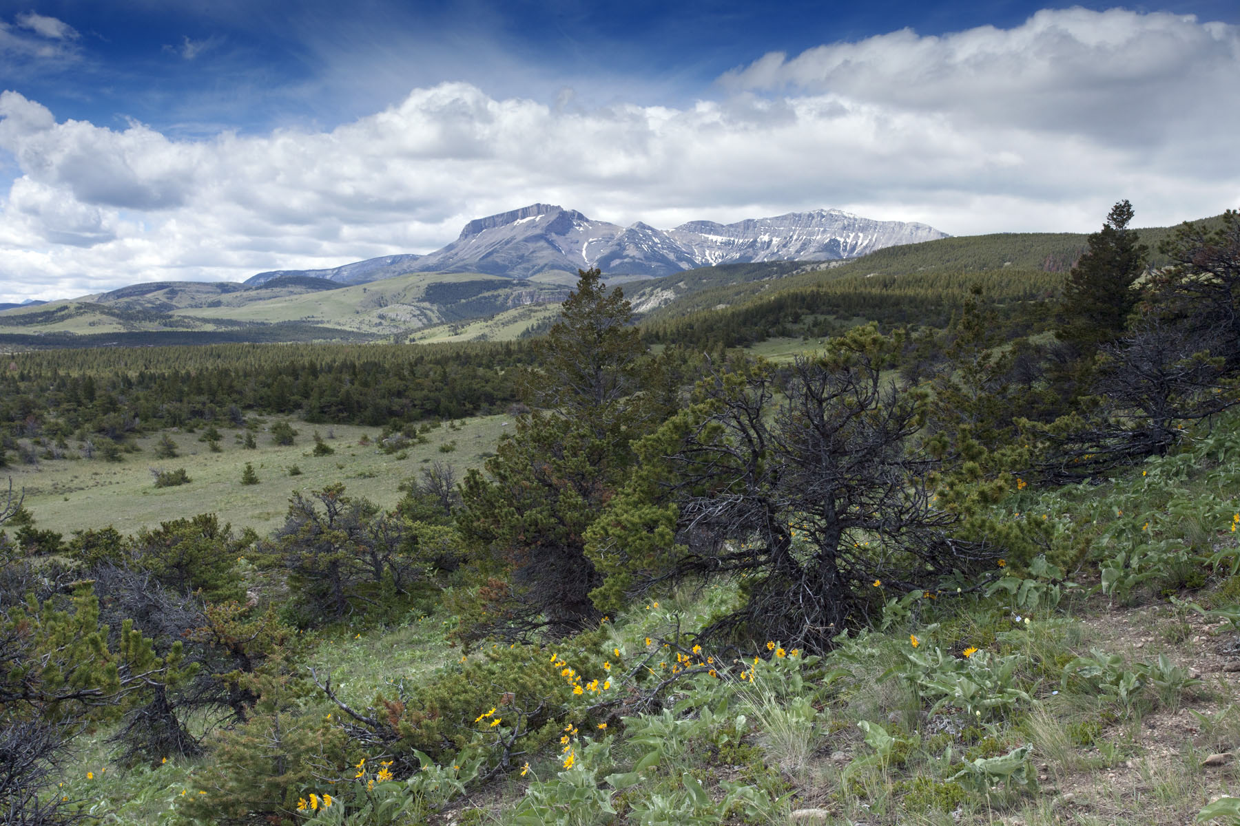 Choteau Mountain Ranch - Sold - Montana - Hall and Hall
