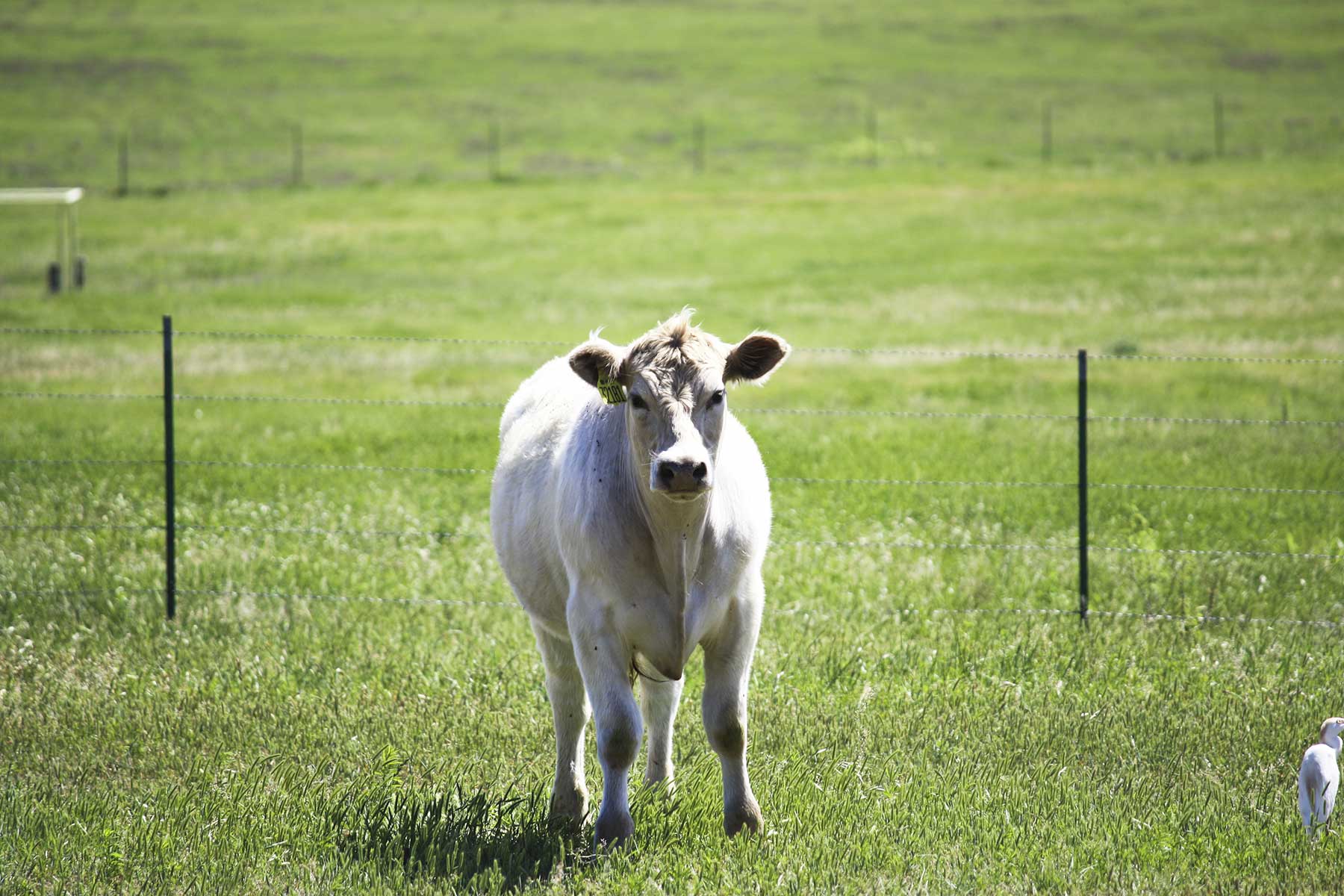 Lucky Star Ranch - Sold - Texas - Hall and Hall