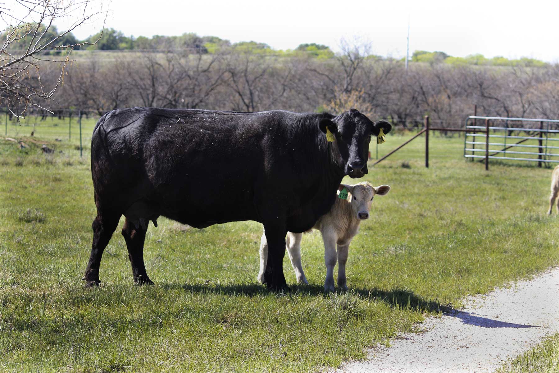 Lucky Star Ranch - Sold - Texas - Hall and Hall