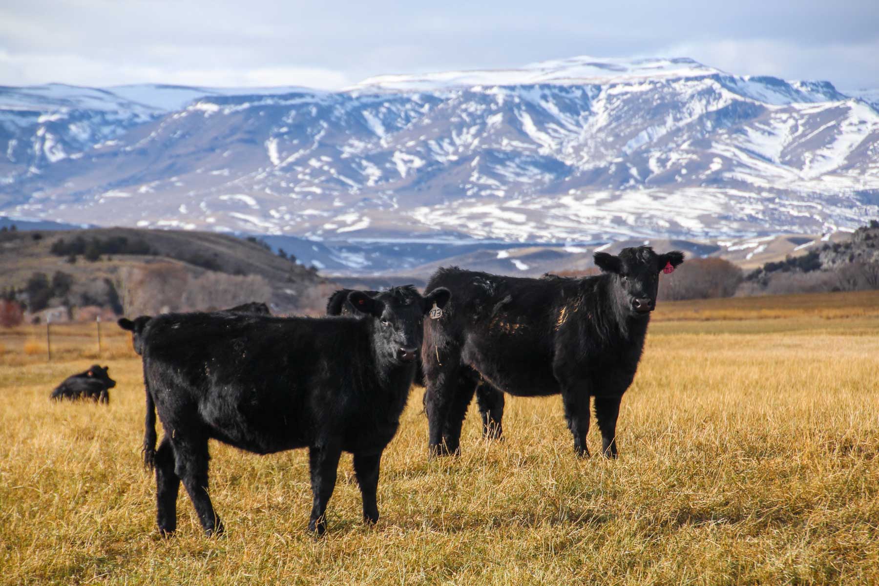 JA Land & Cattle - Sold - Wyoming - Hall and Hall