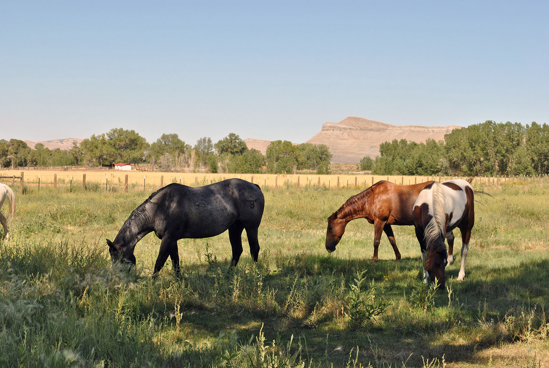 Wyoming Horse Ranch - Sold - Wyoming - Hall and Hall