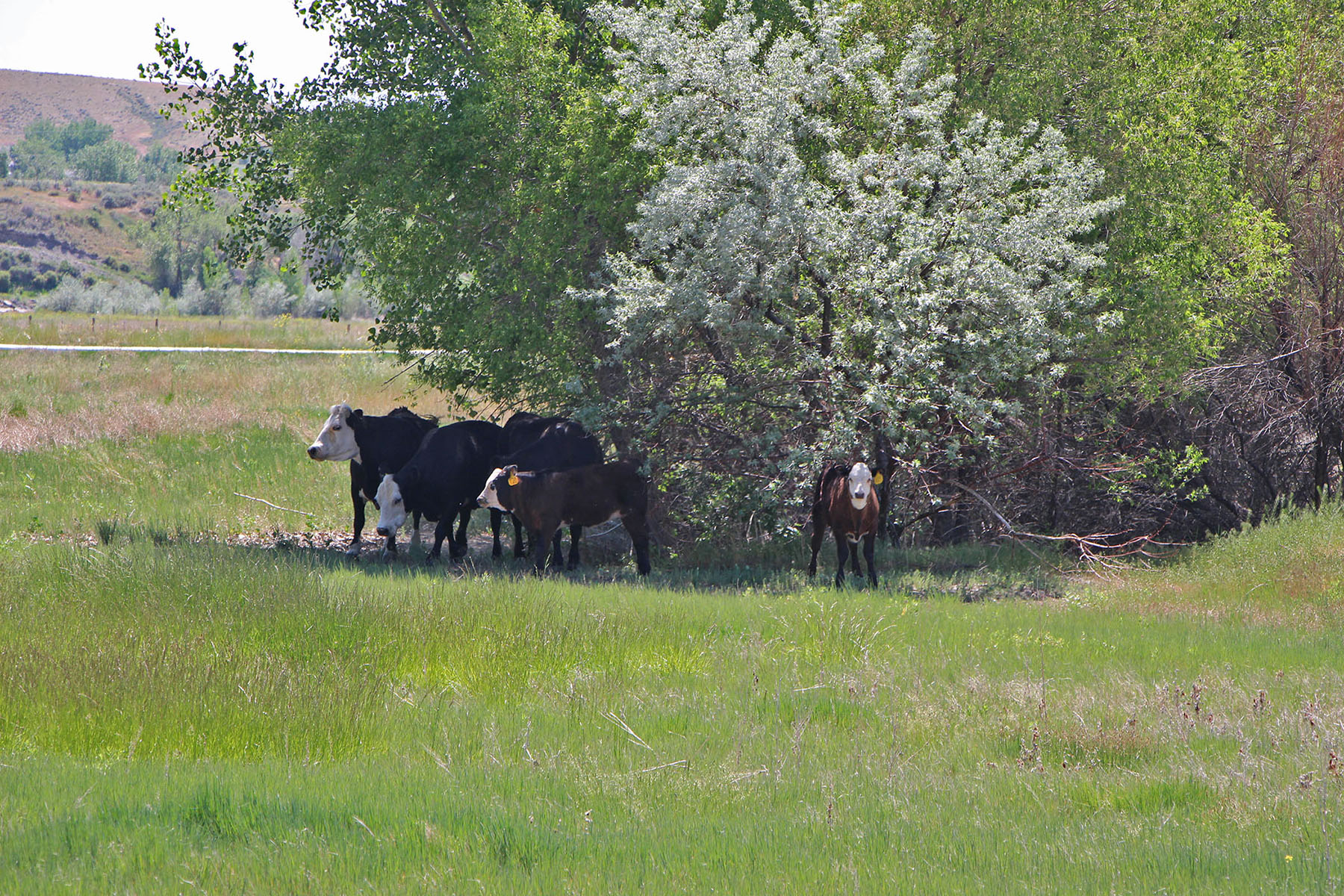 Wyoming Horse Ranch - Sold - Wyoming - Hall and Hall