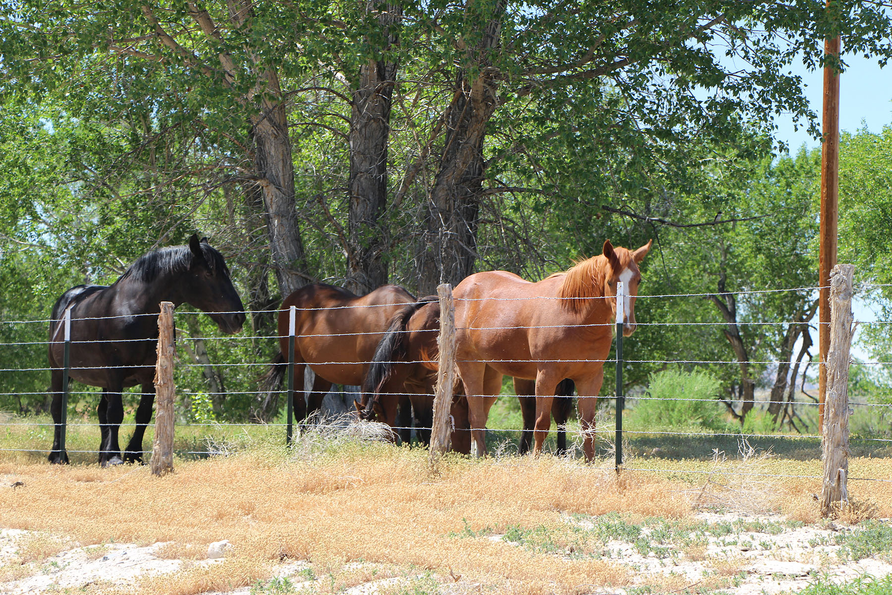 Wyoming Horse Ranch - Sold - Wyoming - Hall and Hall