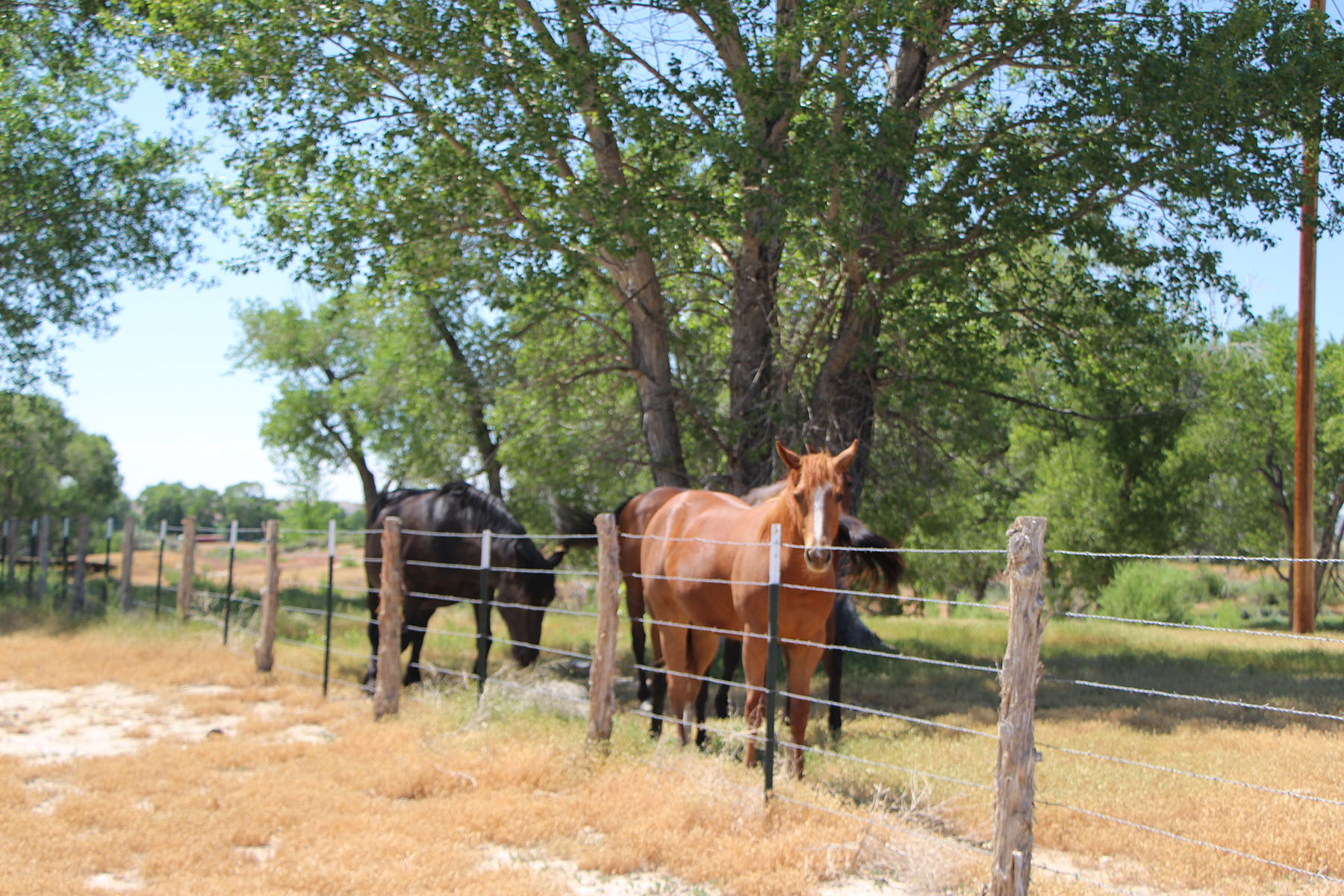 Wyoming Horse Ranch - Sold - Wyoming - Hall and Hall