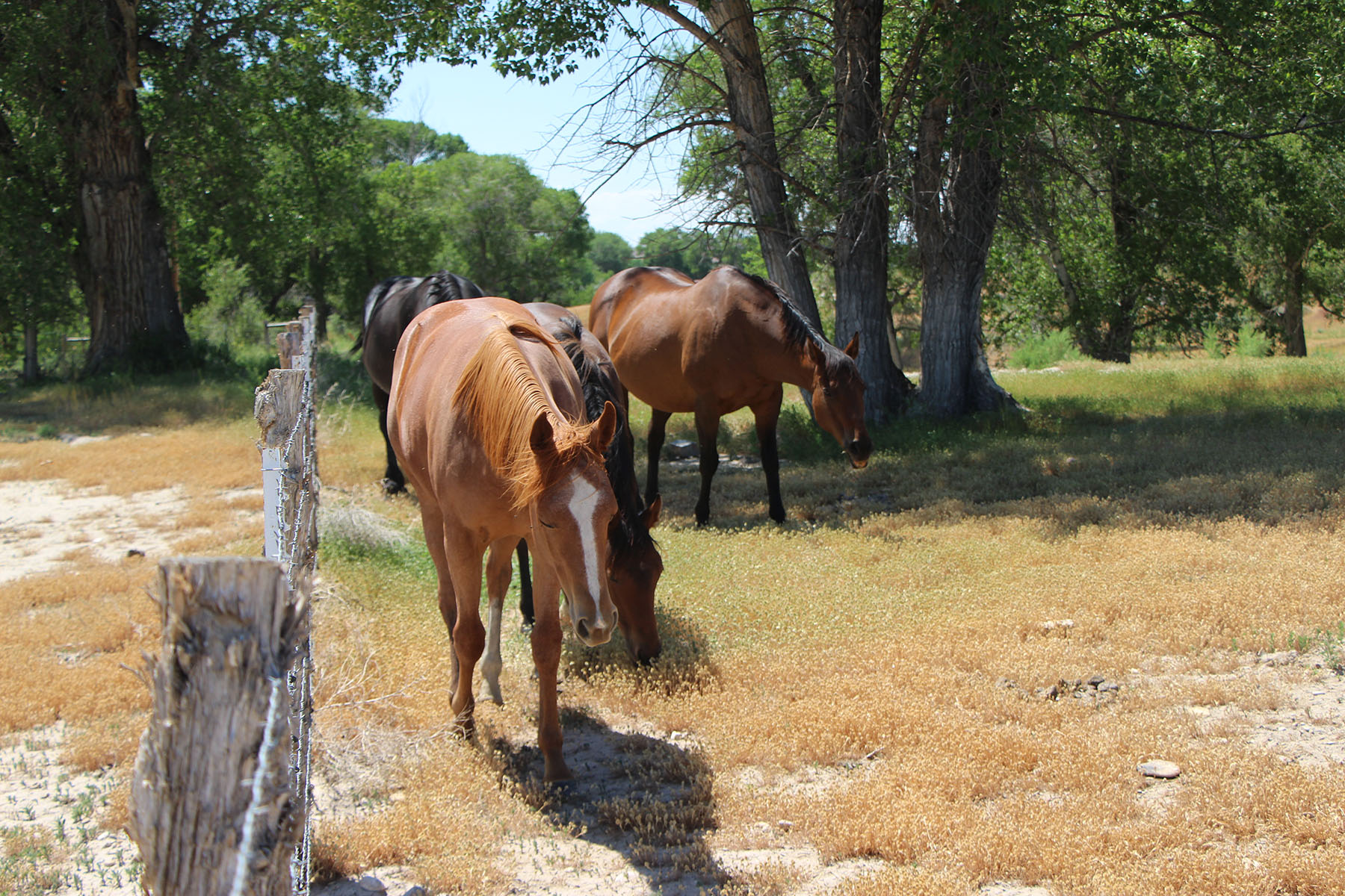 Wyoming Horse Ranch - Sold - Wyoming - Hall and Hall