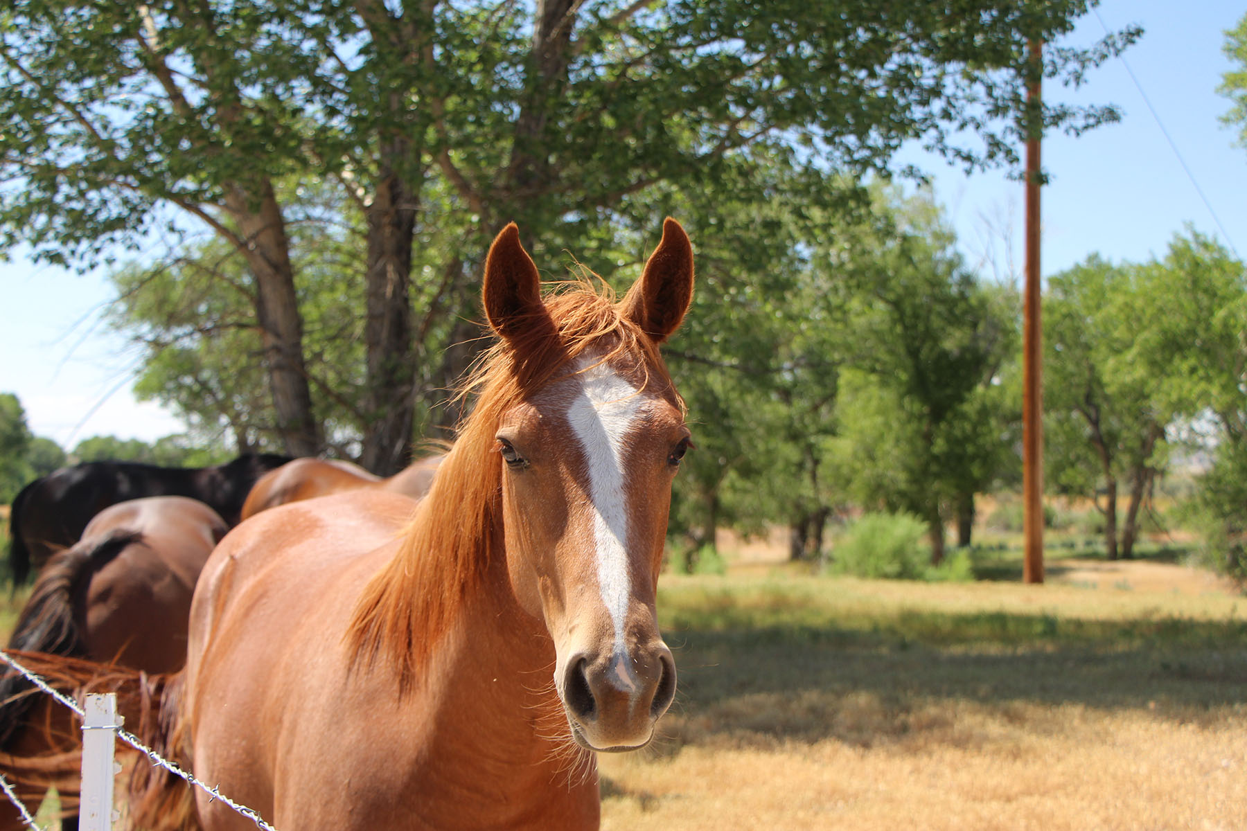 Wyoming Horse Ranch - Sold - Wyoming - Hall and Hall