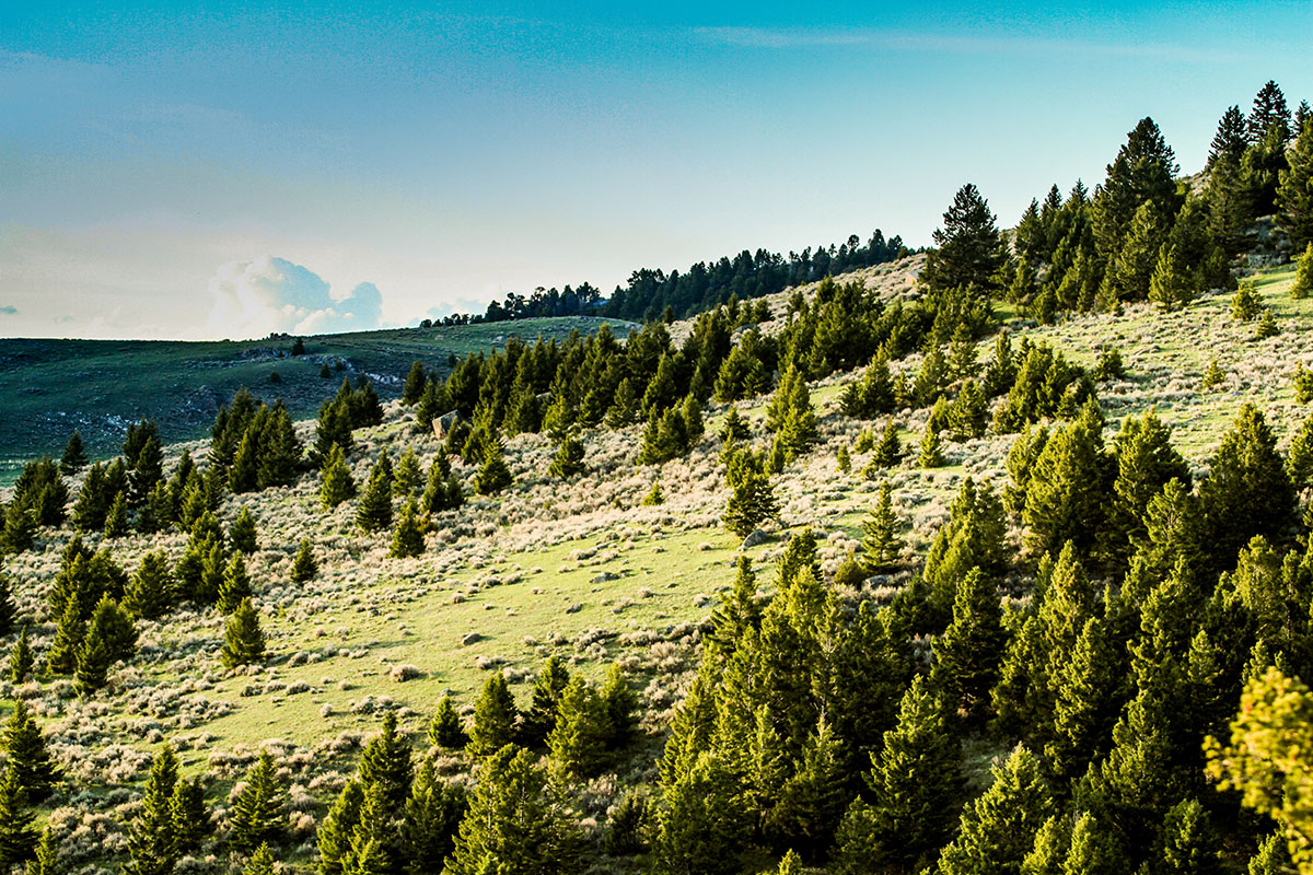 Elk Peak Ranch - Sold - Montana - Hall and Hall