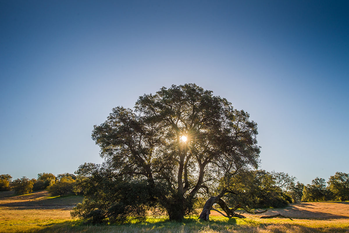 Los Robles Ranch - Sold - California - Hall and Hall