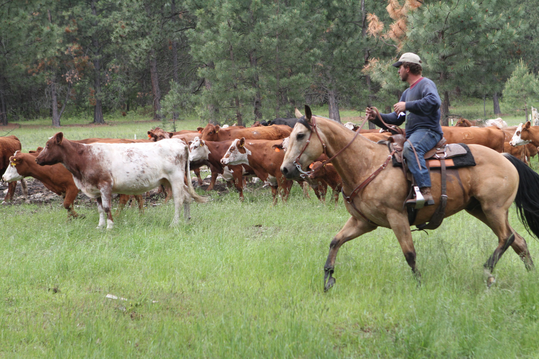 One Horse Creek Ranch - Sold - Montana - Hall and Hall