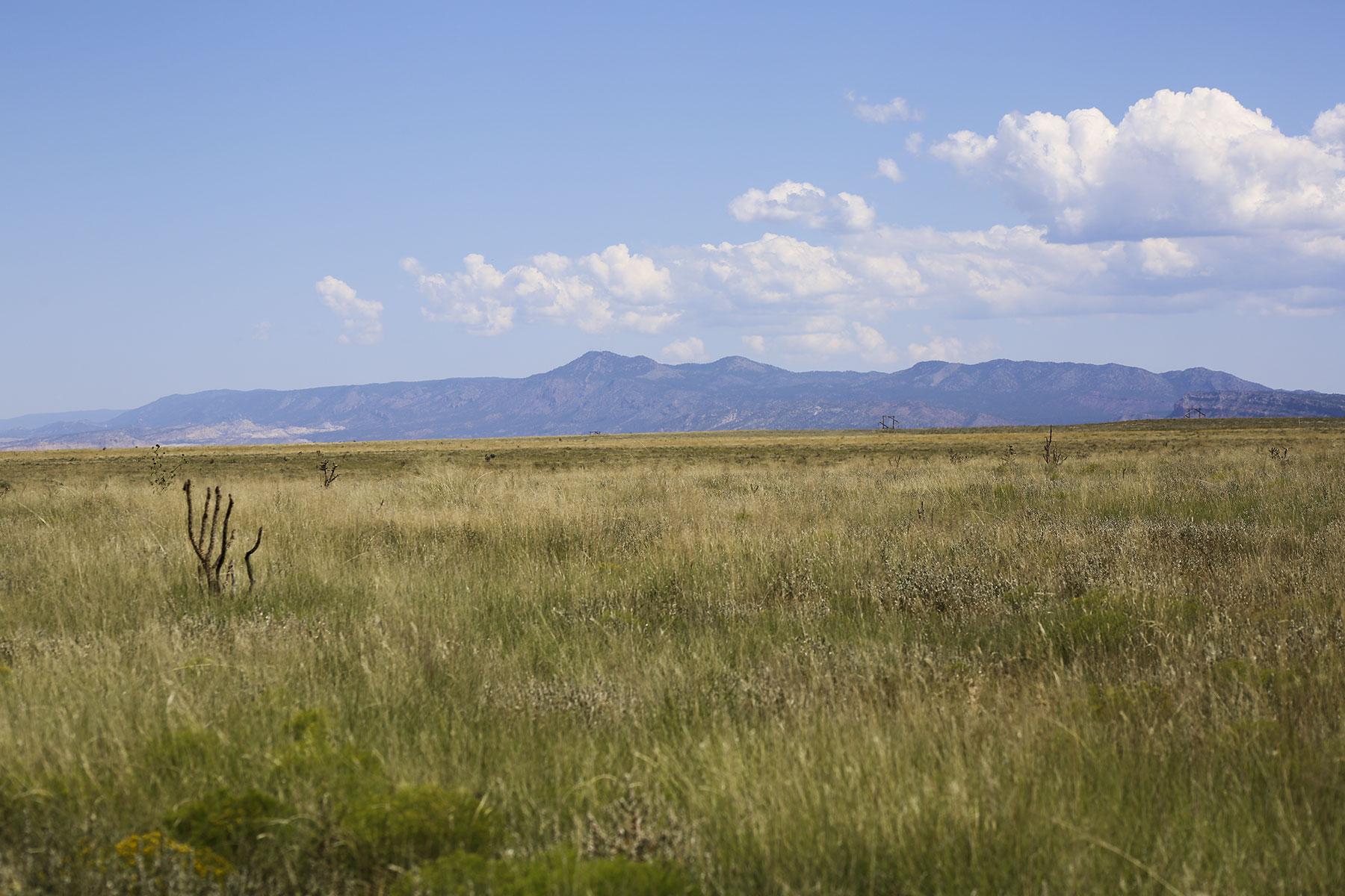 King Brothers' Alamo Ranch - Sold - New Mexico - Hall and Hall