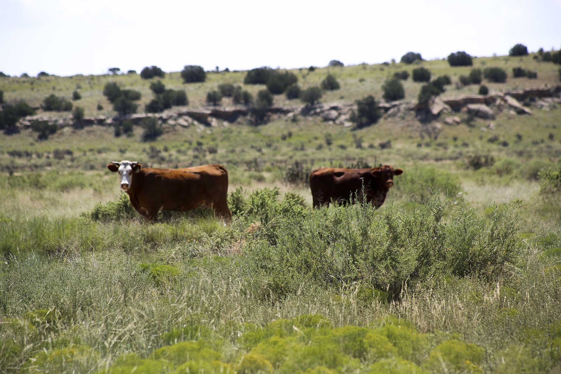 King Brothers' Alamo Ranch - Sold - New Mexico - Hall and Hall