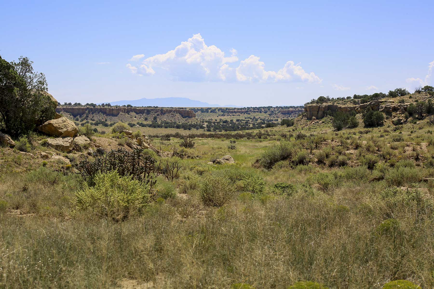 King Brothers' Alamo Ranch - Sold - New Mexico - Hall and Hall