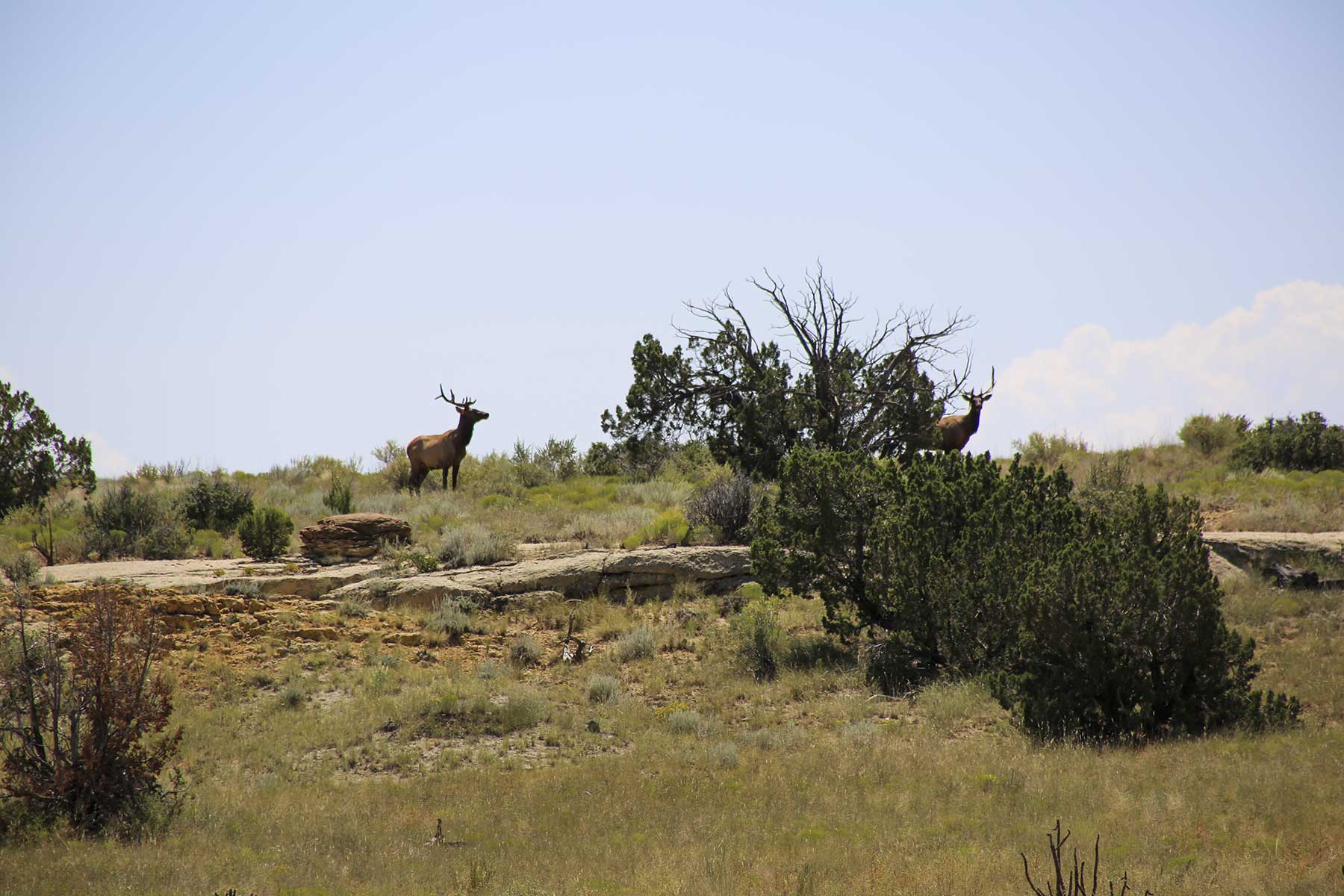 King Brothers' Alamo Ranch - Sold - New Mexico - Hall and Hall