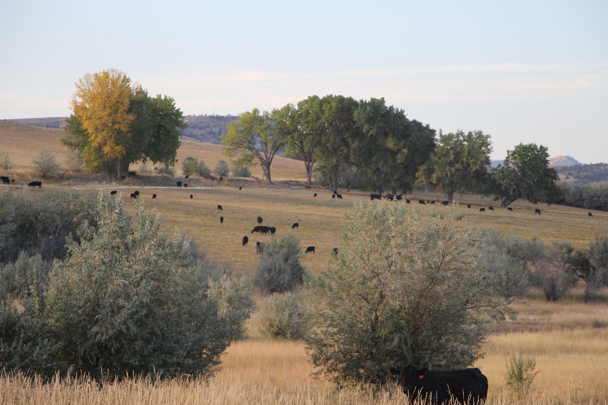 Rocking JY Ranch - Sold - Montana - Hall and Hall