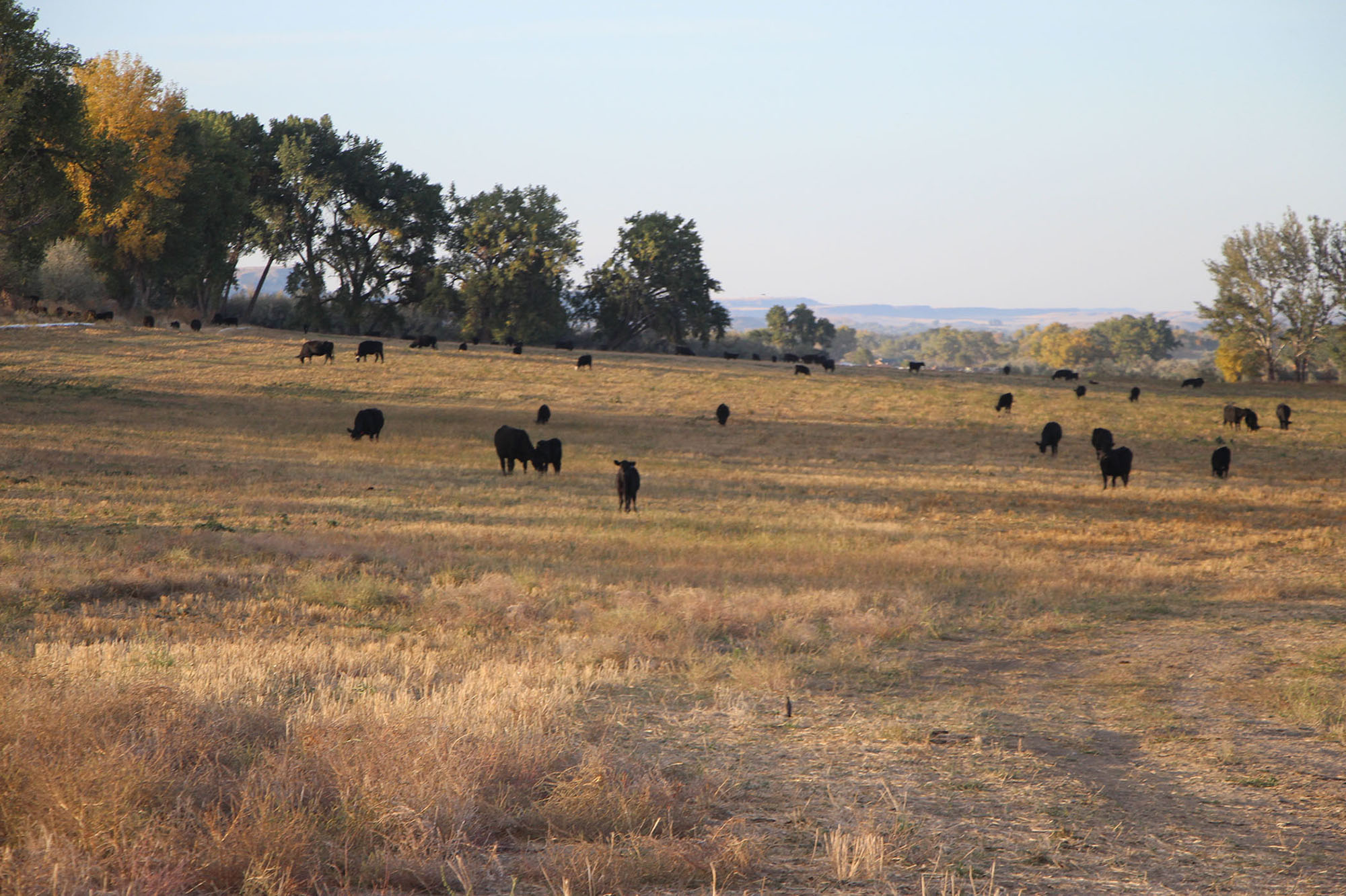 Rocking JY Ranch - Sold - Montana - Hall and Hall