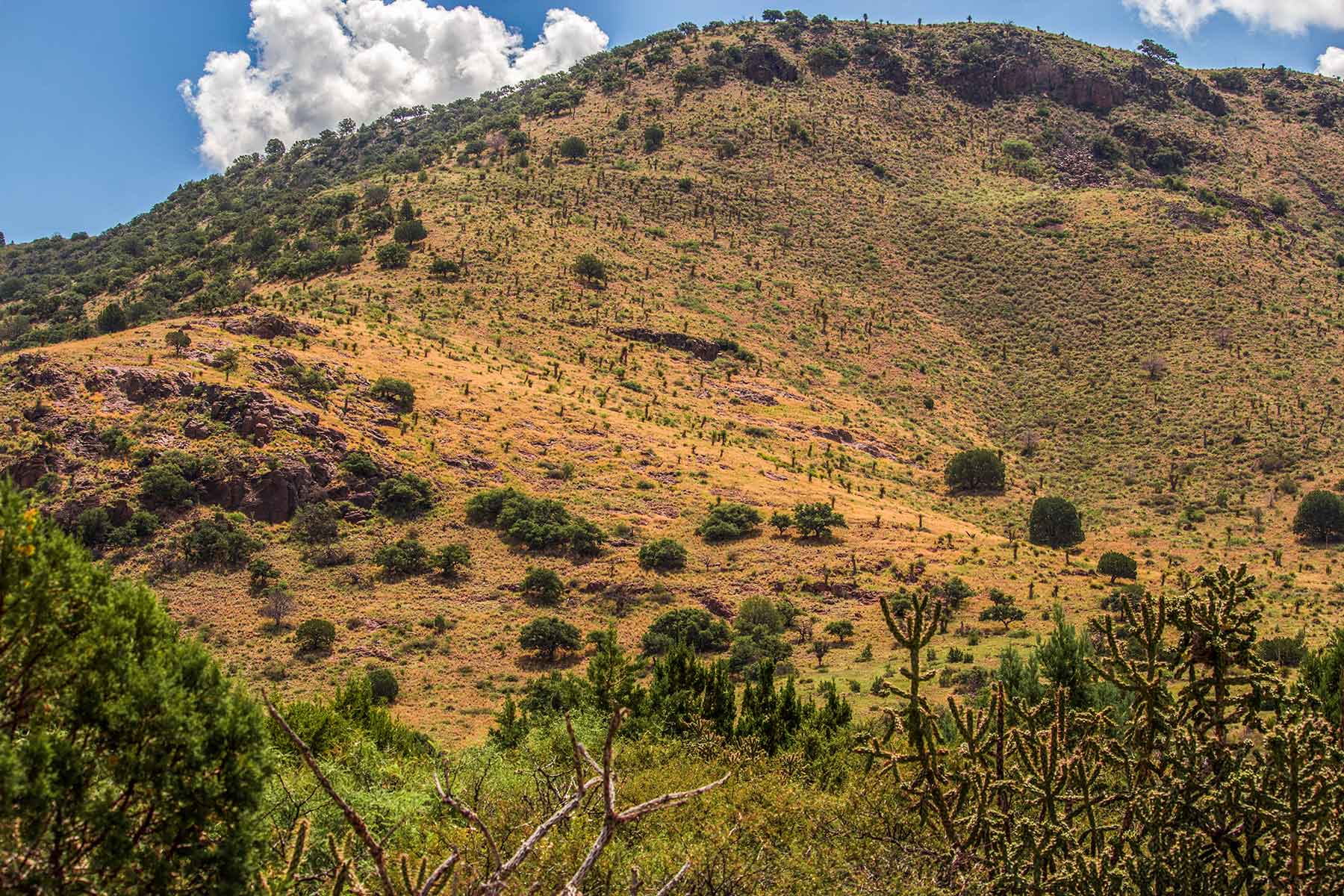 Livermore Ranch ~ Last of the Great Places - Sold - Texas - Hall and Hall