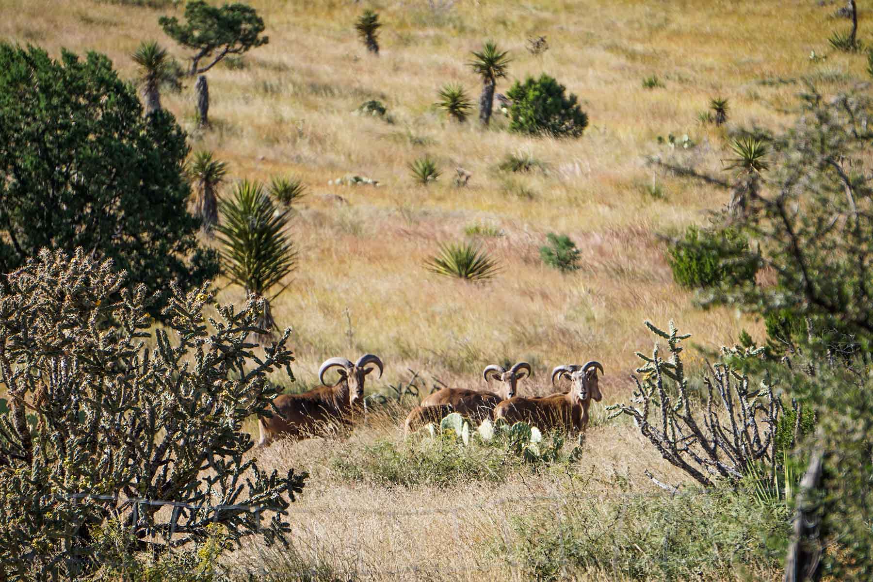 Livermore Ranch ~ Last of the Great Places - Sold - Texas - Hall and Hall