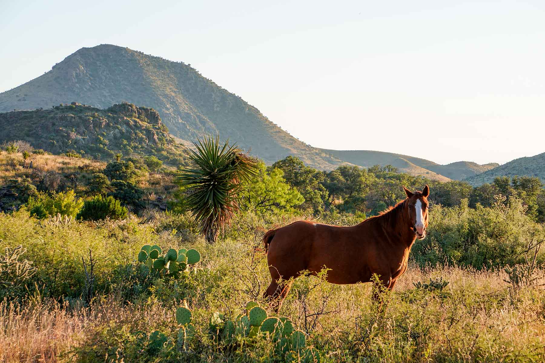 Livermore Ranch ~ Last of the Great Places - Sold - Texas - Hall and Hall