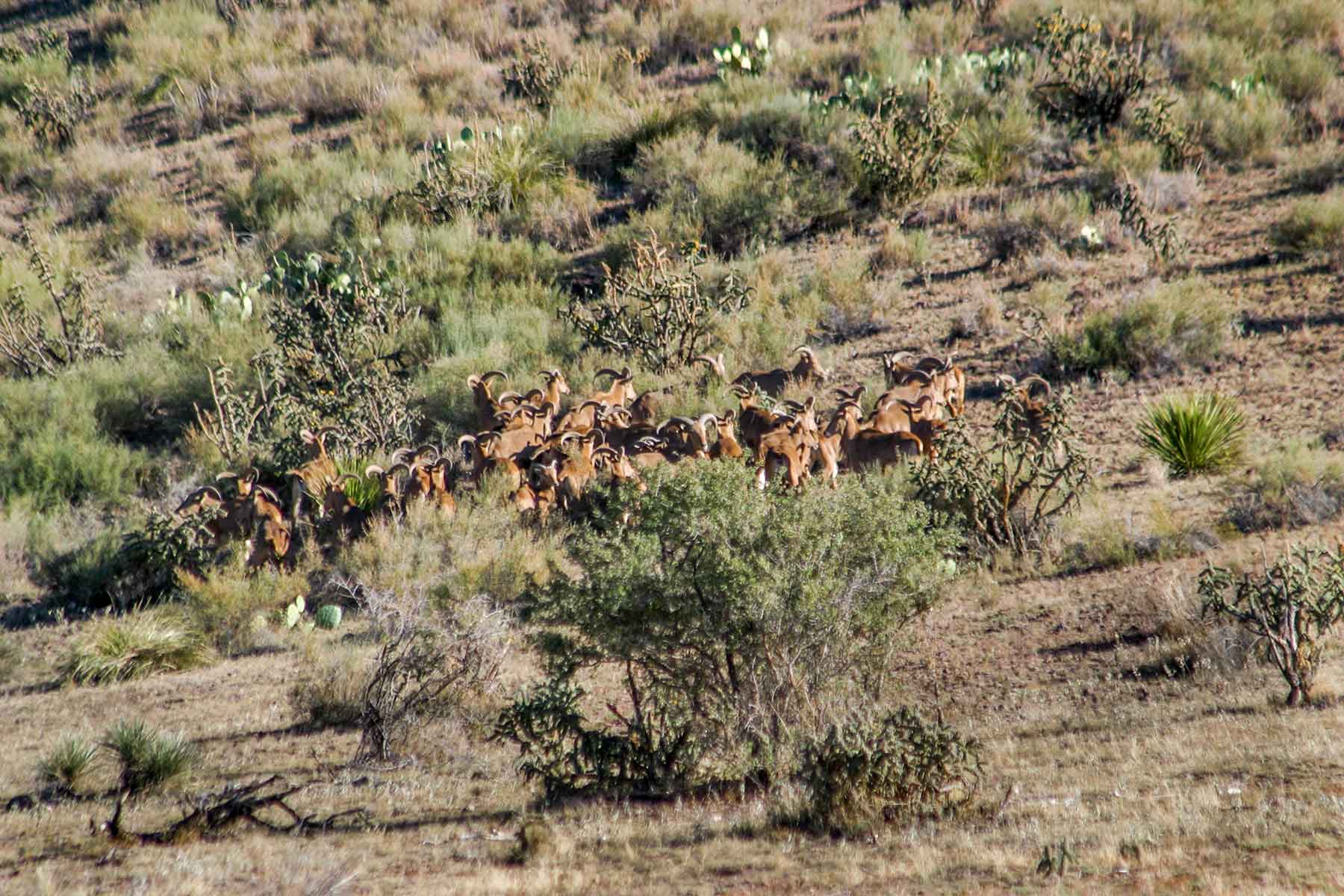 Livermore Ranch ~ Last of the Great Places - Sold - Texas - Hall and Hall