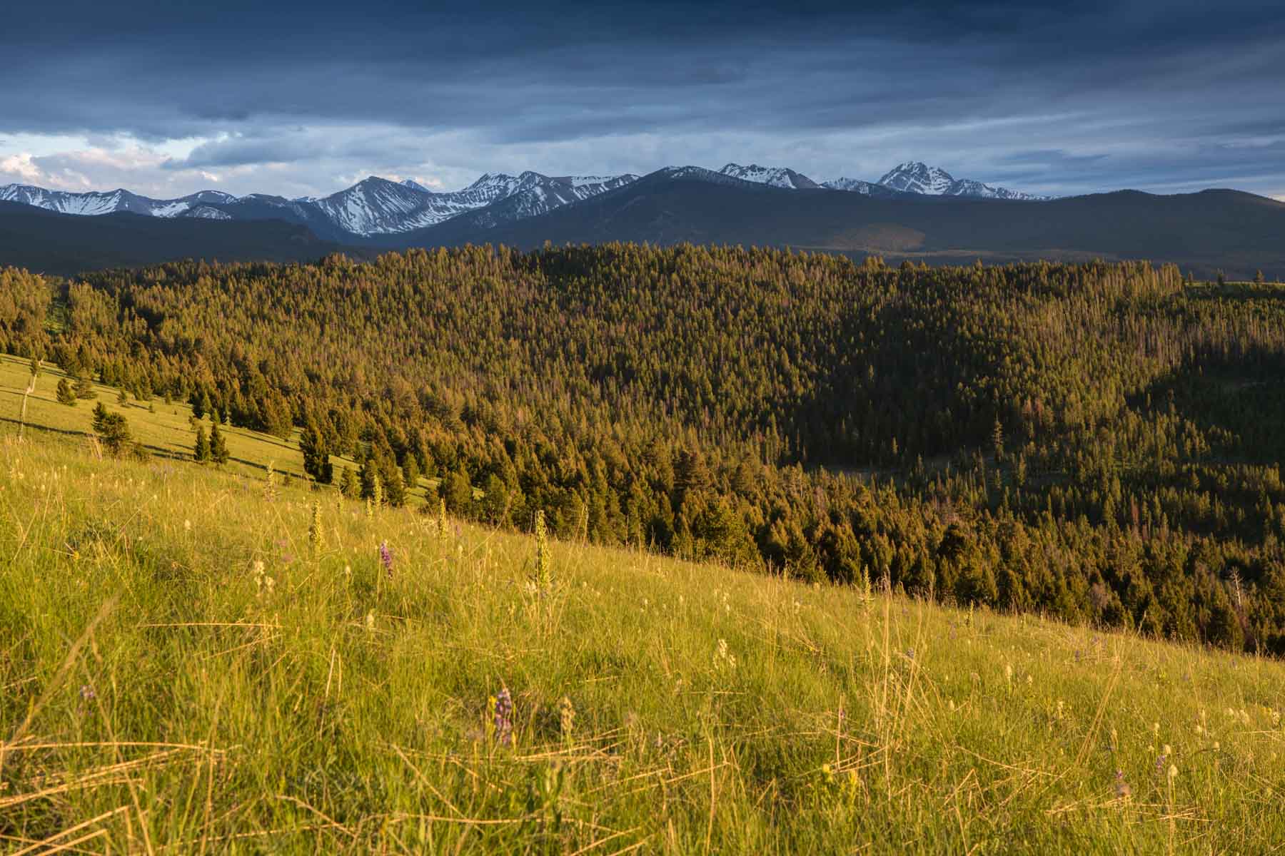 Warren Peak Ranch - Sold - Montana - Hall and Hall