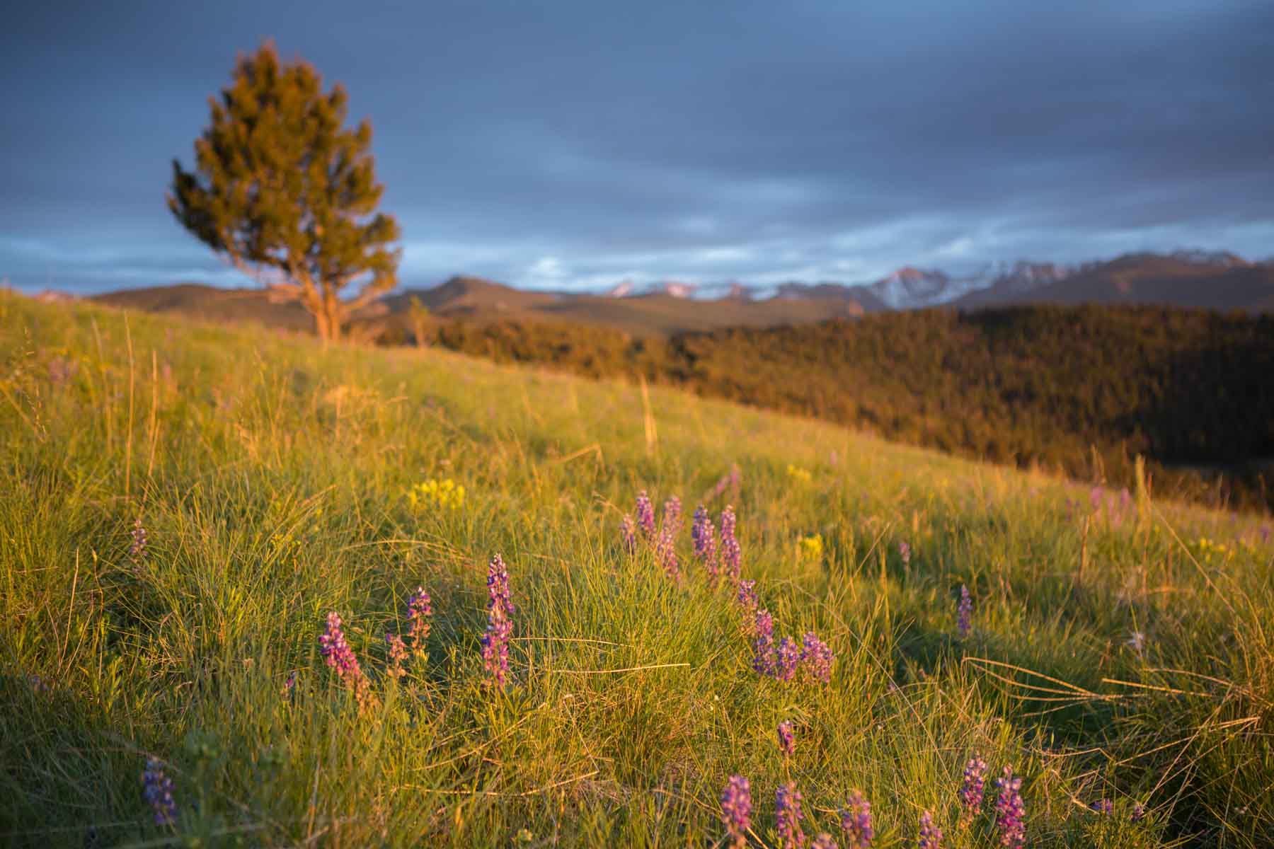 Warren Peak Ranch - Sold - Montana - Hall and Hall