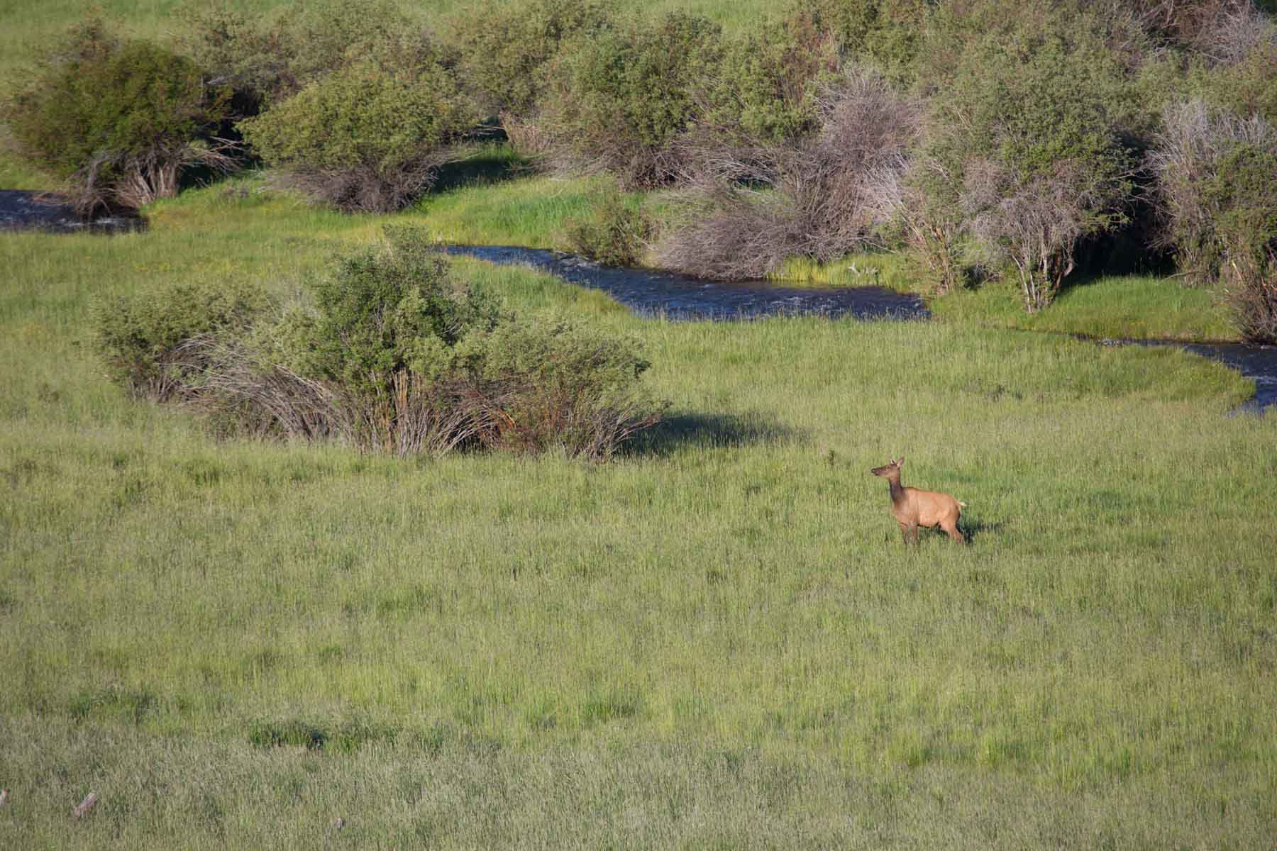Warren Peak Ranch - Sold - Montana - Hall and Hall