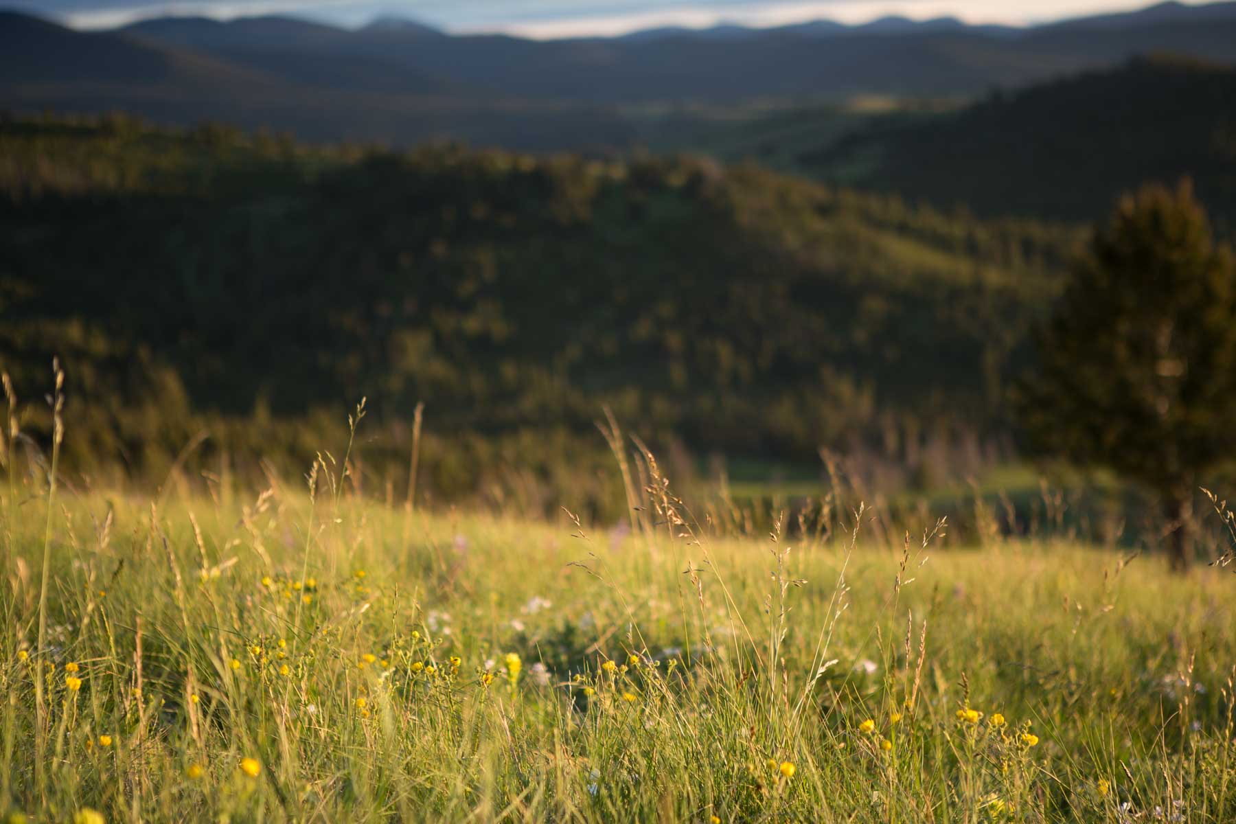 Warren Peak Ranch - Sold - Montana - Hall and Hall
