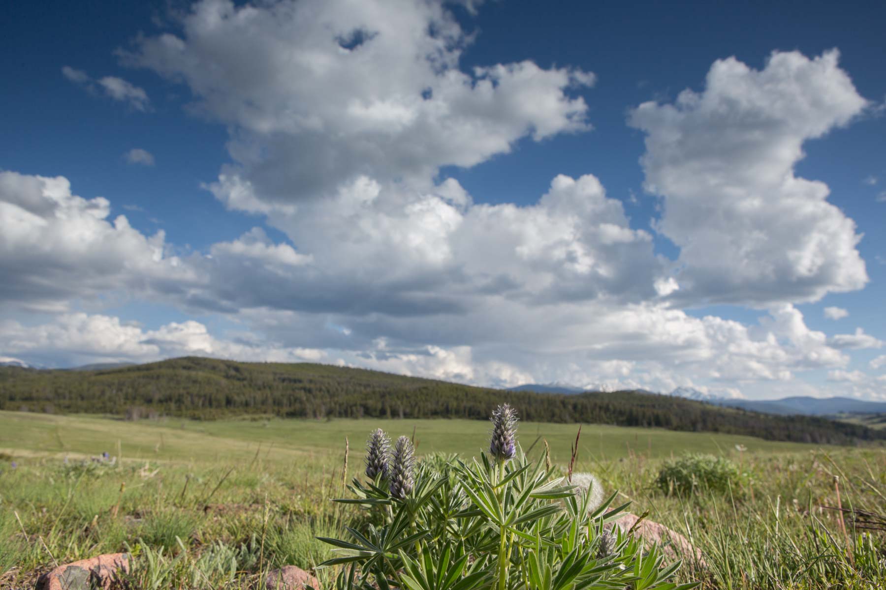 Warren Peak Ranch - Sold - Montana - Hall and Hall