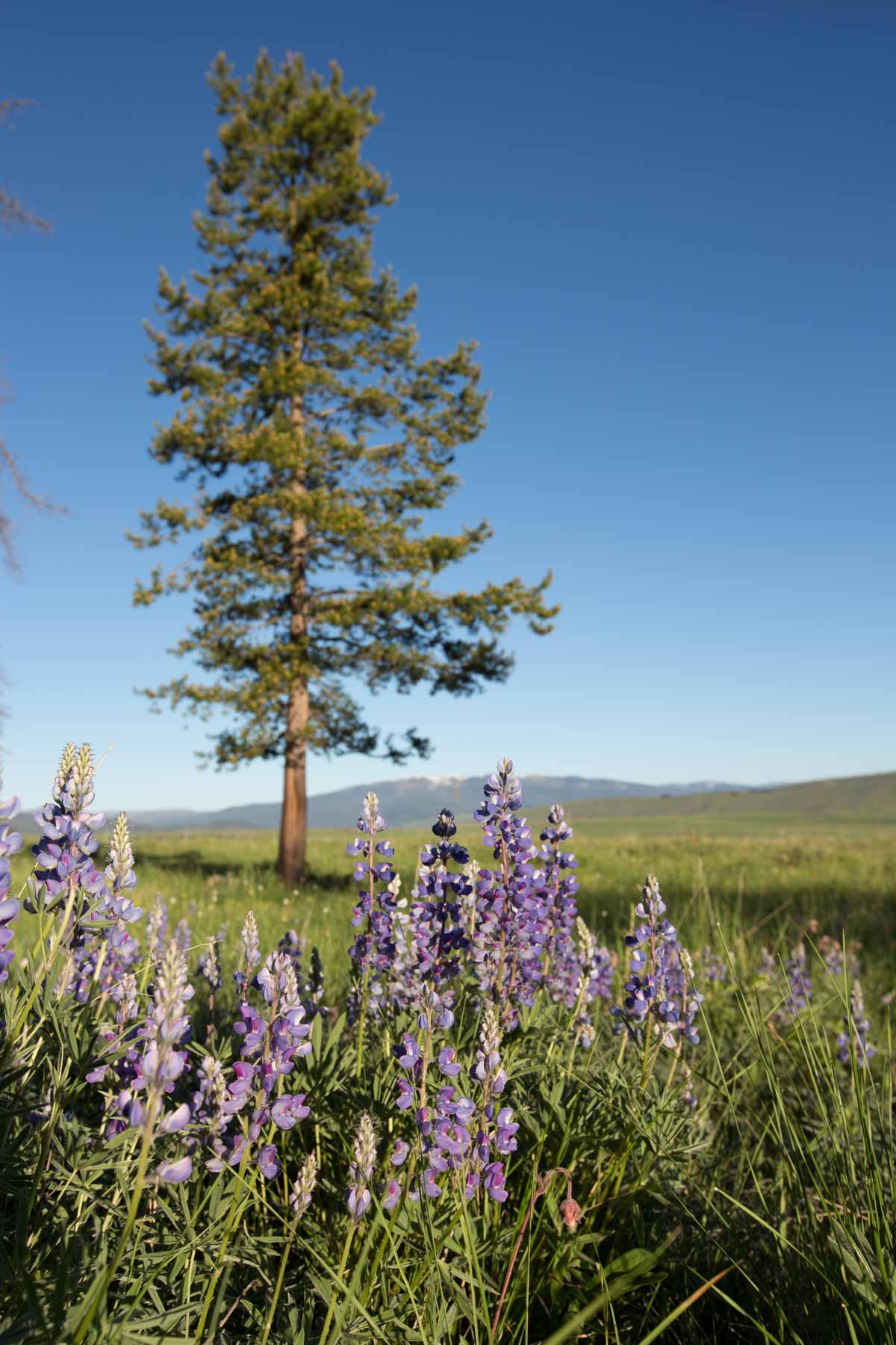 Warren Peak Ranch - Sold - Montana - Hall and Hall