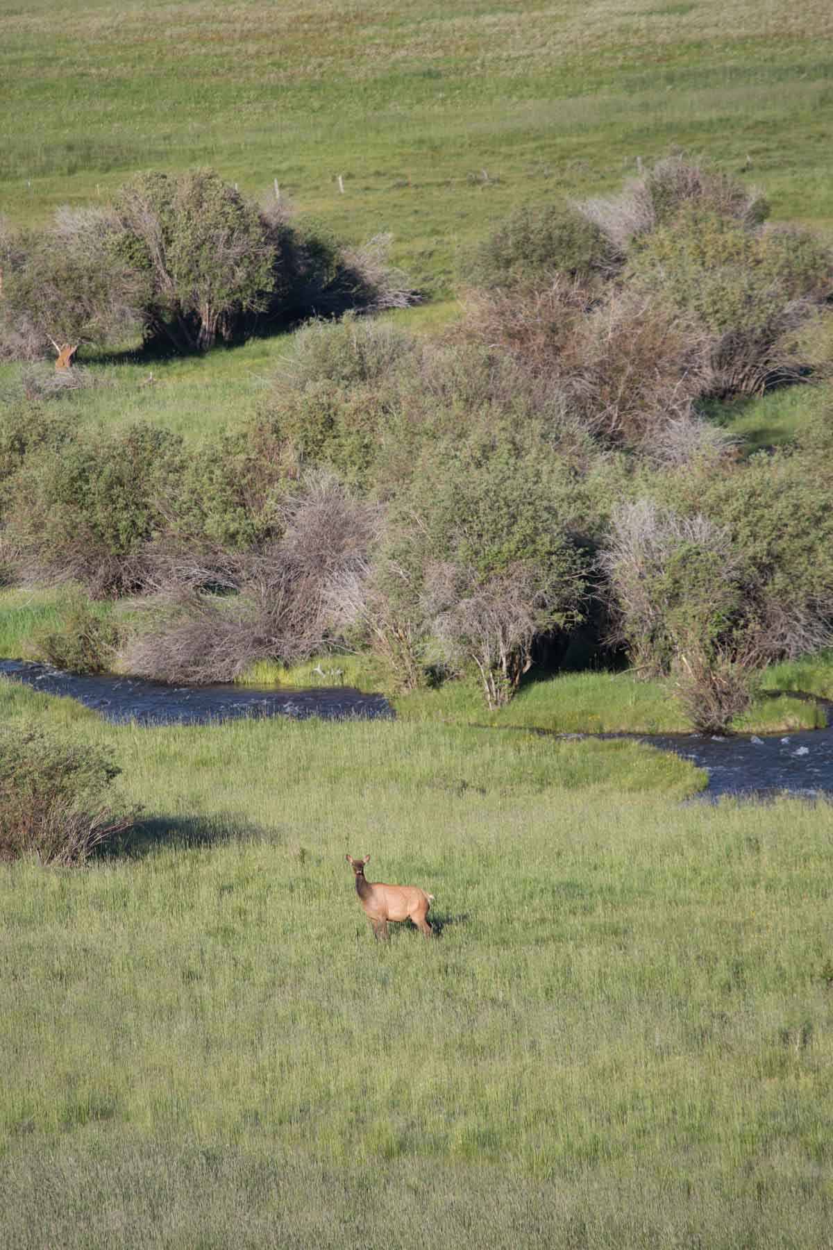 Warren Peak Ranch - Sold - Montana - Hall and Hall