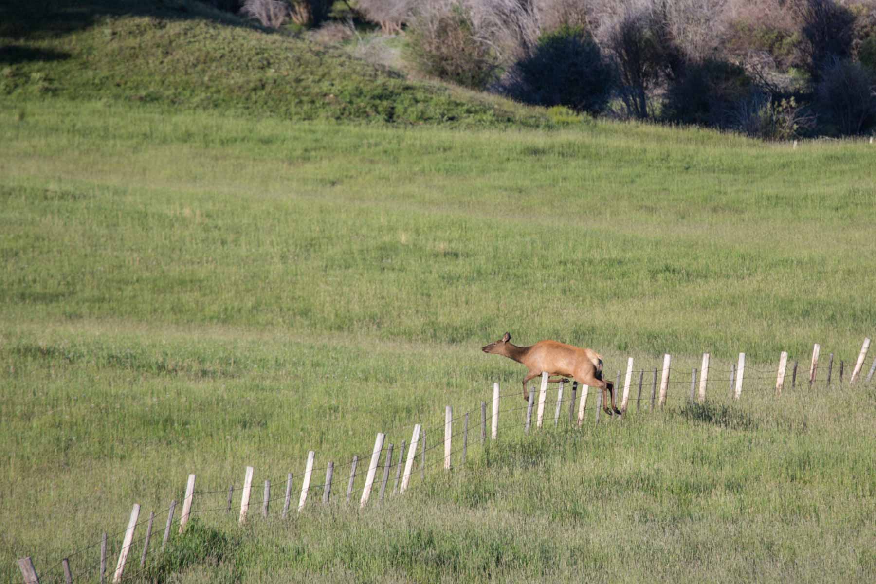 Warren Peak Ranch - Sold - Montana - Hall and Hall