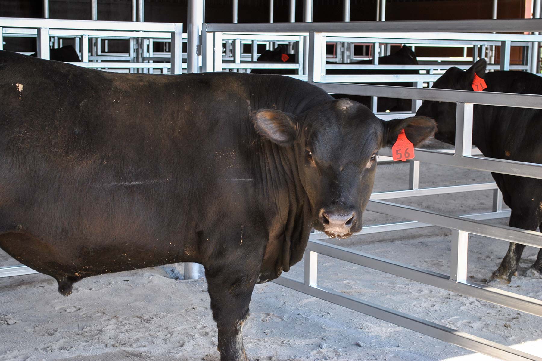 KiamichiLink Ranch - Sold - Oklahoma - Hall and Hall