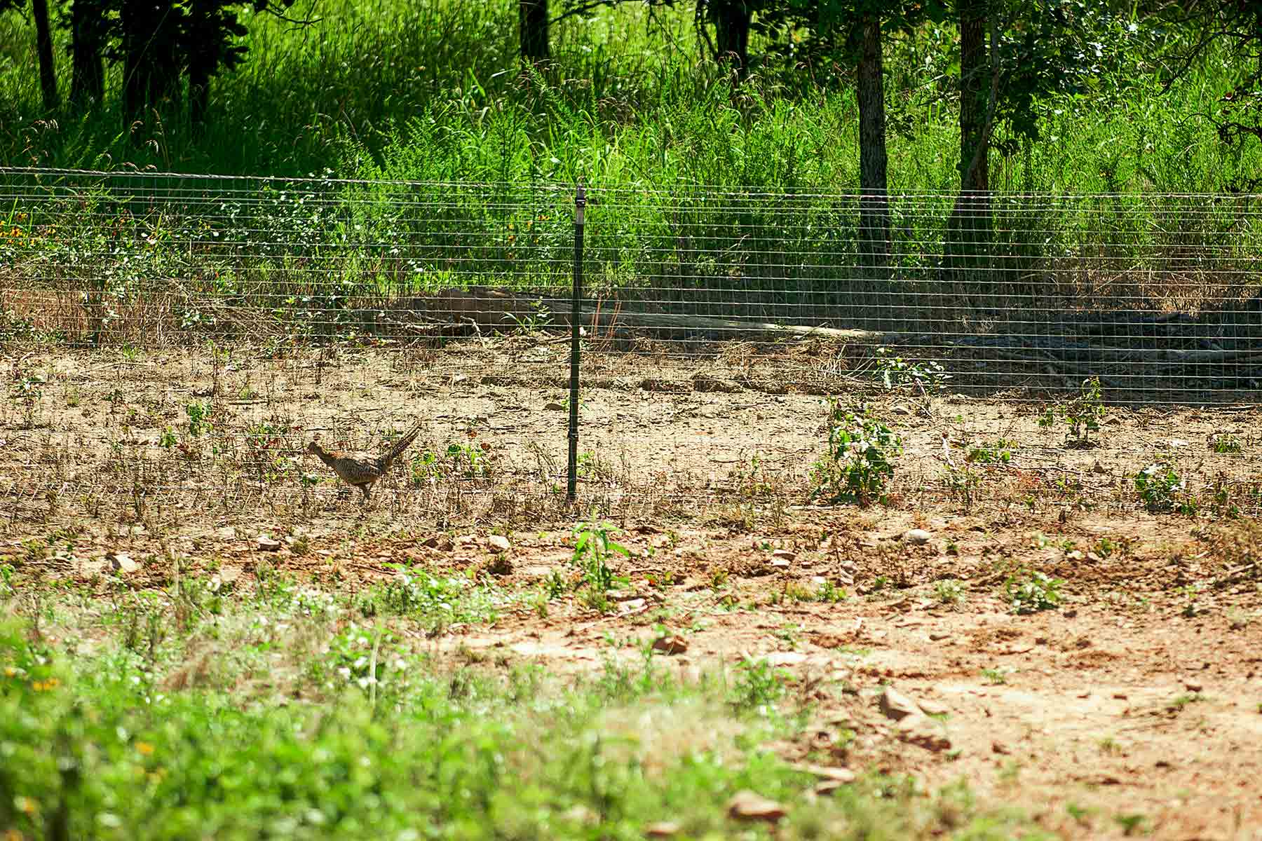 KiamichiLink Ranch - Sold - Oklahoma - Hall and Hall